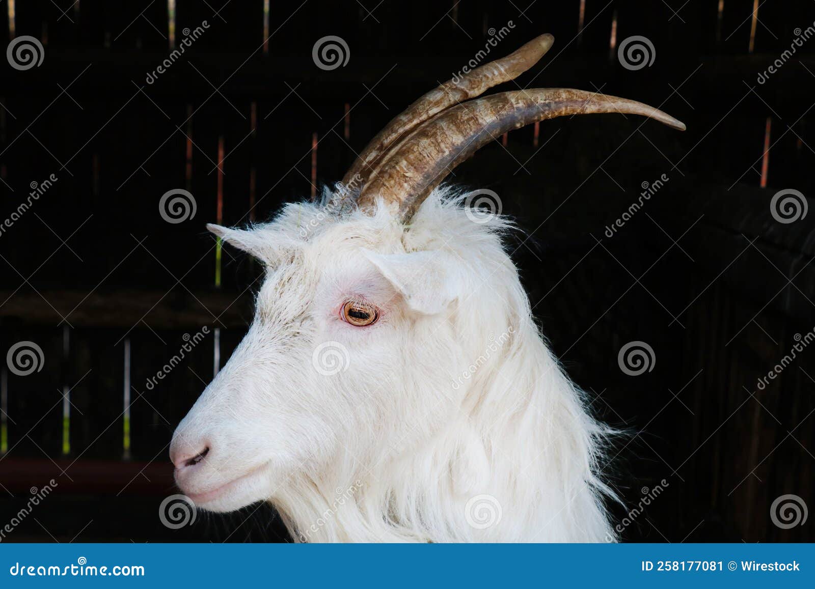 Close-up on a Goat with Large Horns Stock Image - Image of country ...