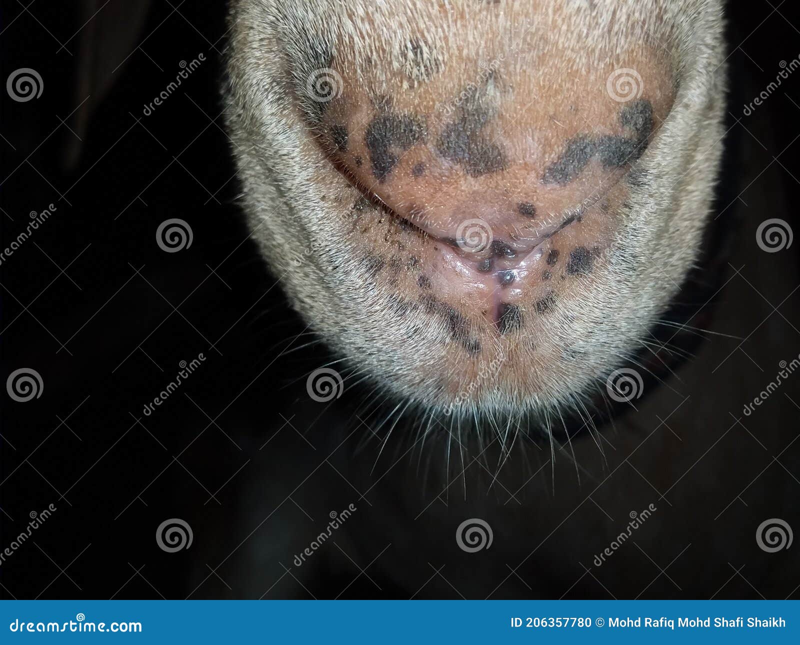 Close Up of a Goat Nose and Mouth. Stock Photo - Image of goat, white ...