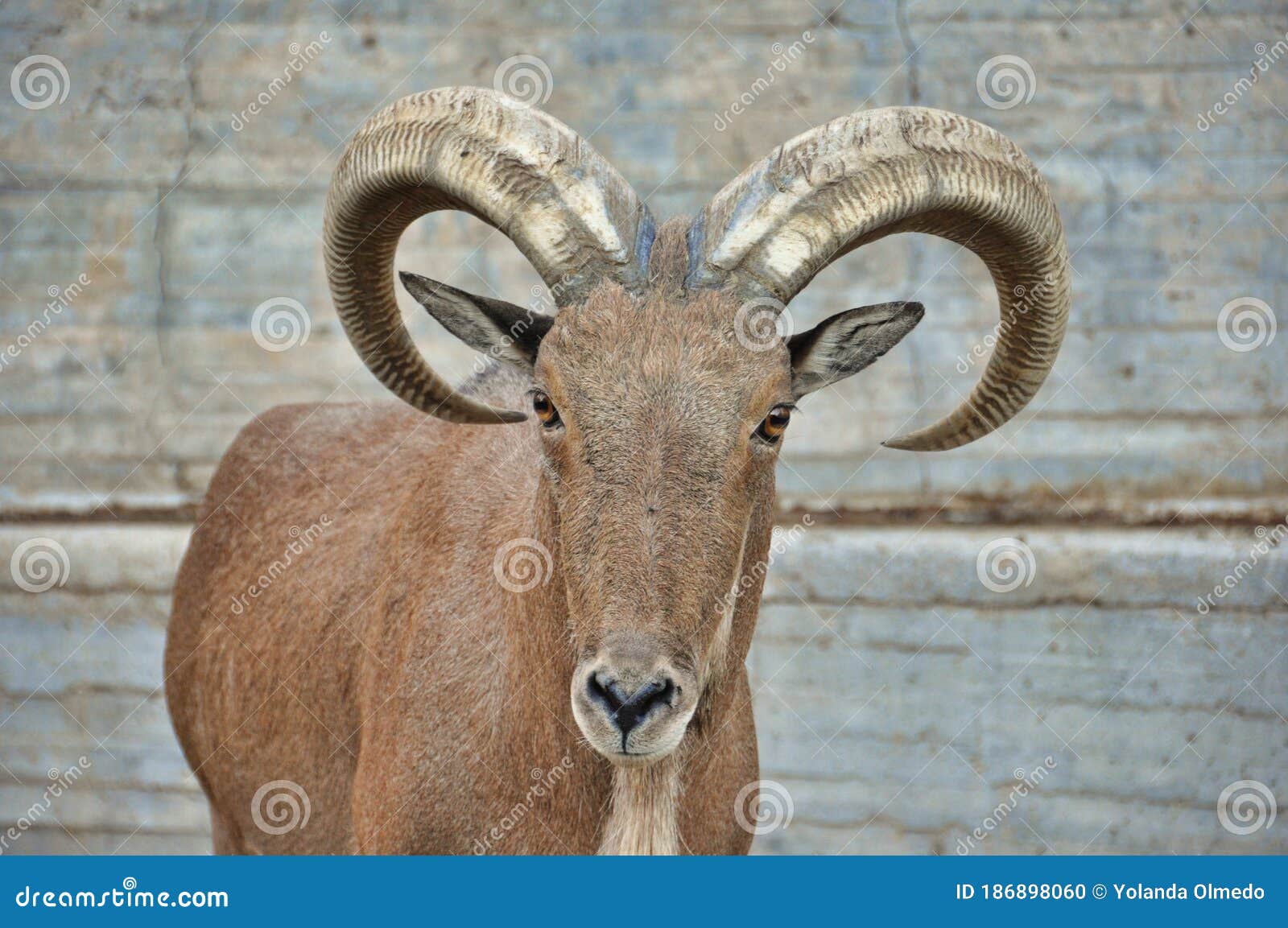 Close-up of a goat`s face stock photo. Image of horizontal - 186898060