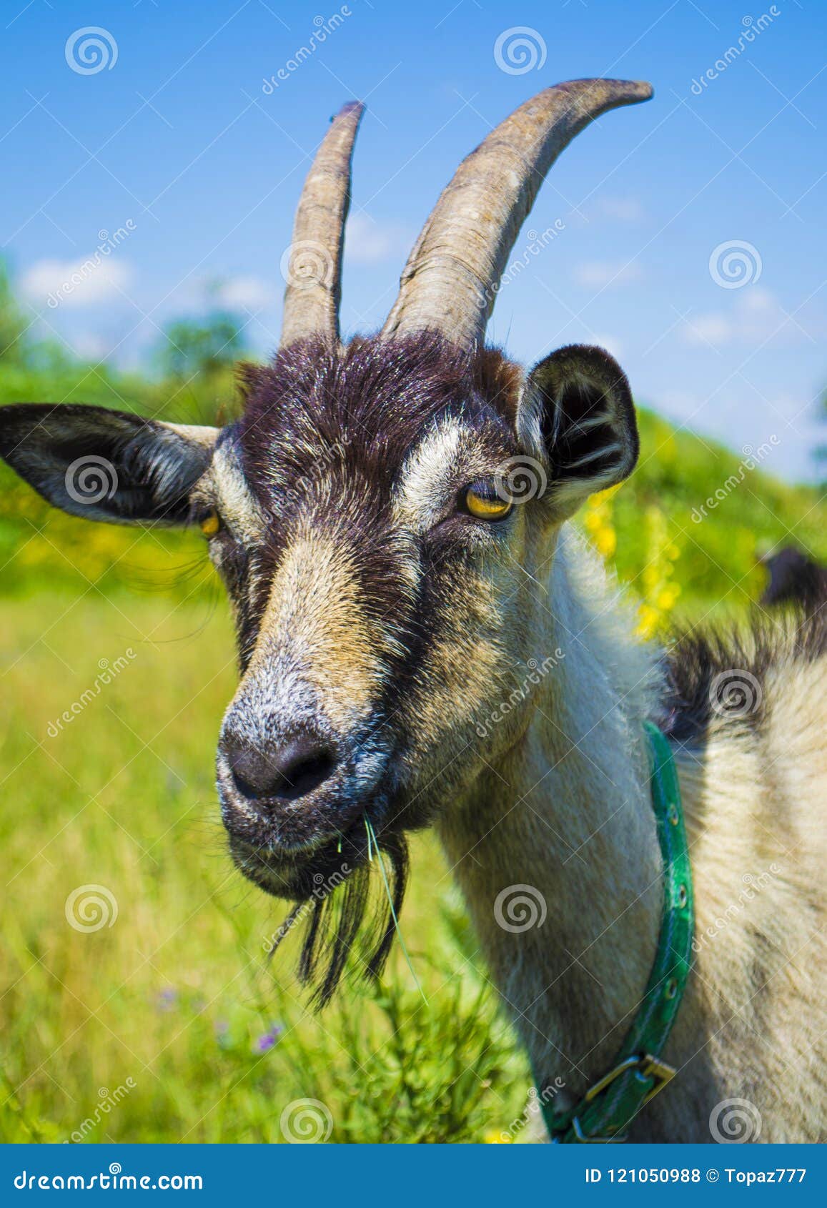 Close-up of a goat`s head stock photo. Image of smile - 121050988
