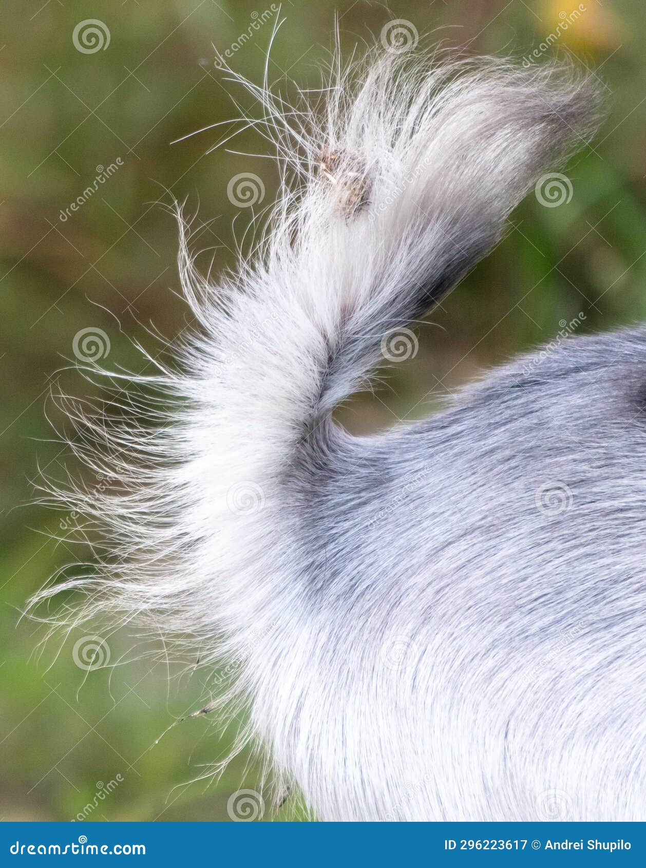 Close-up of a Goat S Tail in Nature Stock Image - Image of domestic ...