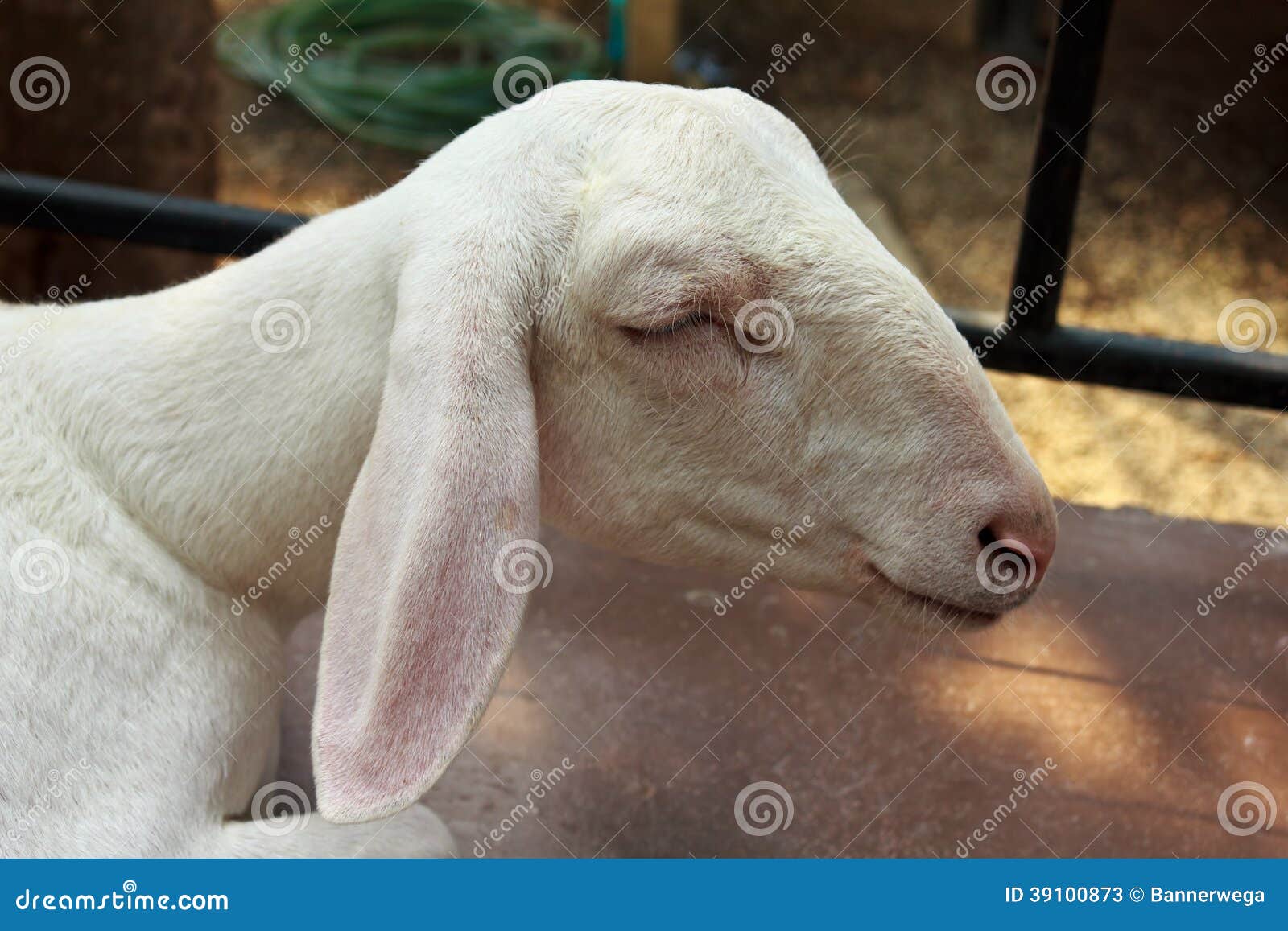 Close Up Goat Sleeping in Farm Stock Image - Image of lamb, farm: 39100873