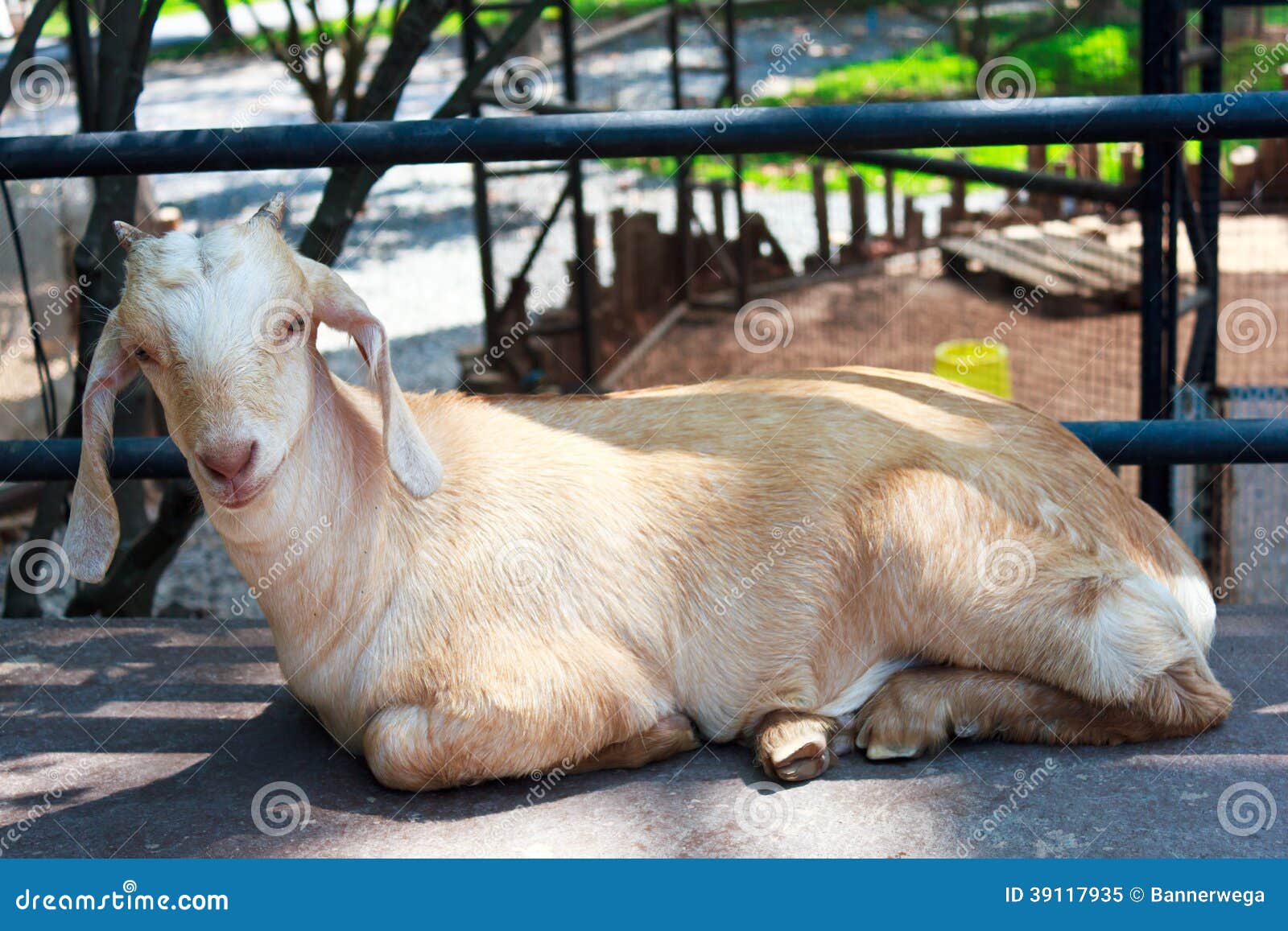Close Up Goat Sleeping in Farm Stock Image - Image of ground, milk ...