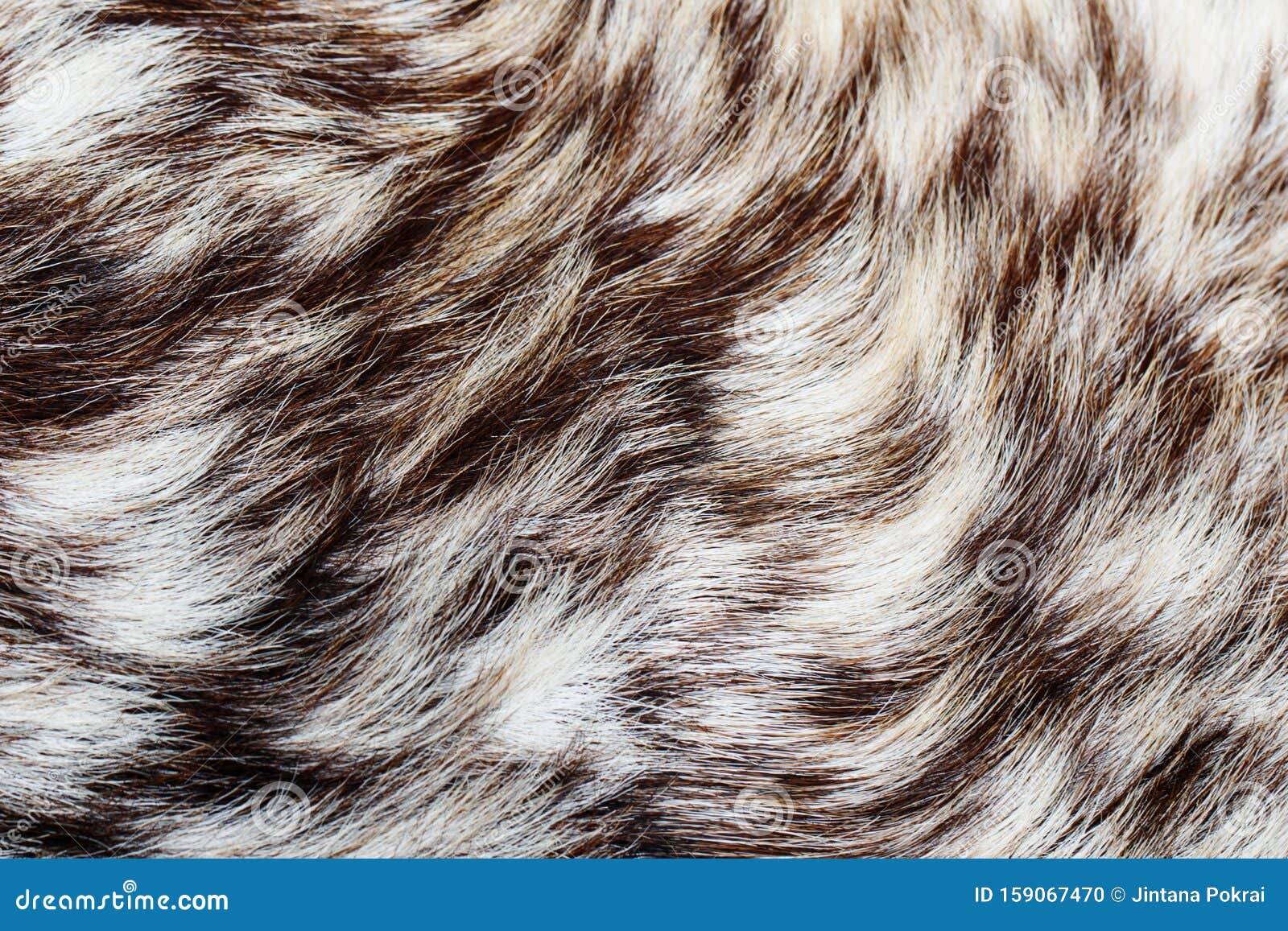 Goat Fur Texture Background. Royalty-Free Stock Photo | CartoonDealer ...
