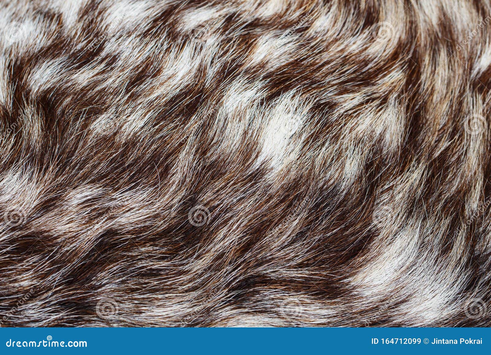 Close Up of Goat Wool Texture for Background Stock Image - Image of ...