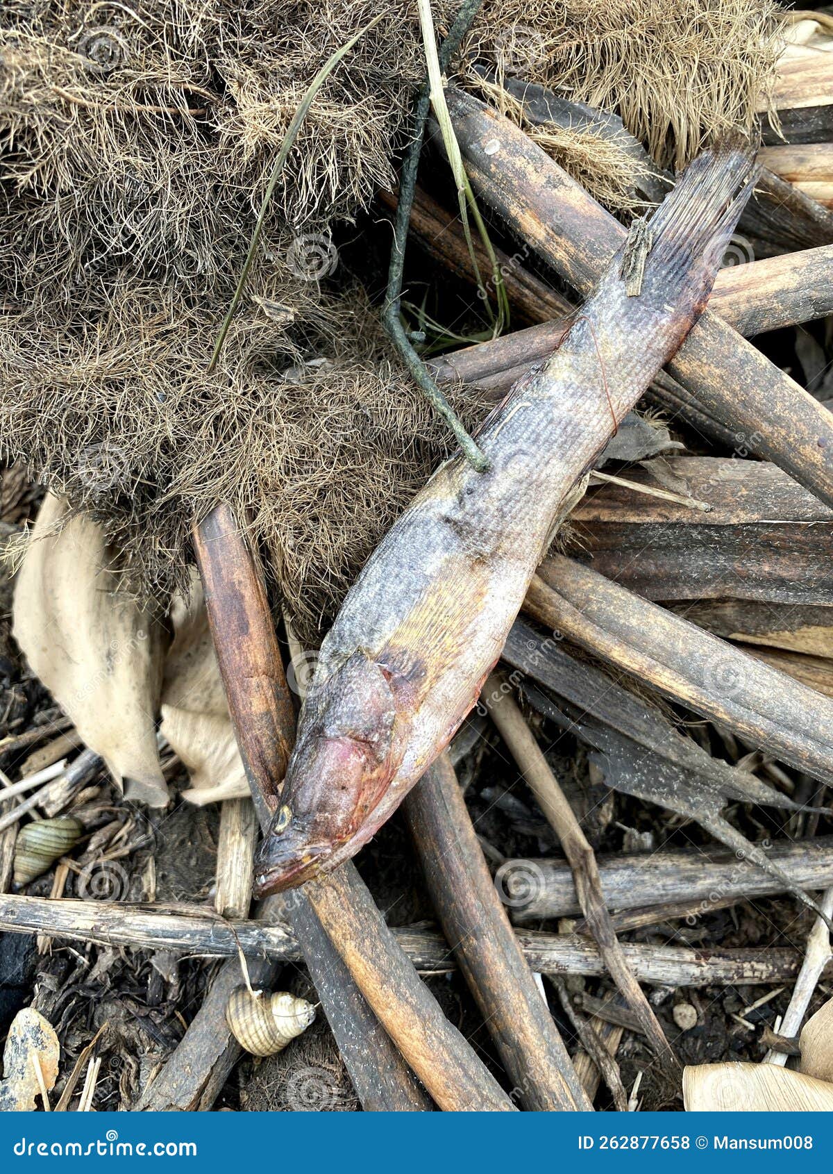 Goby fish on the ground stock photo. Image of goby, salted - 262877658
