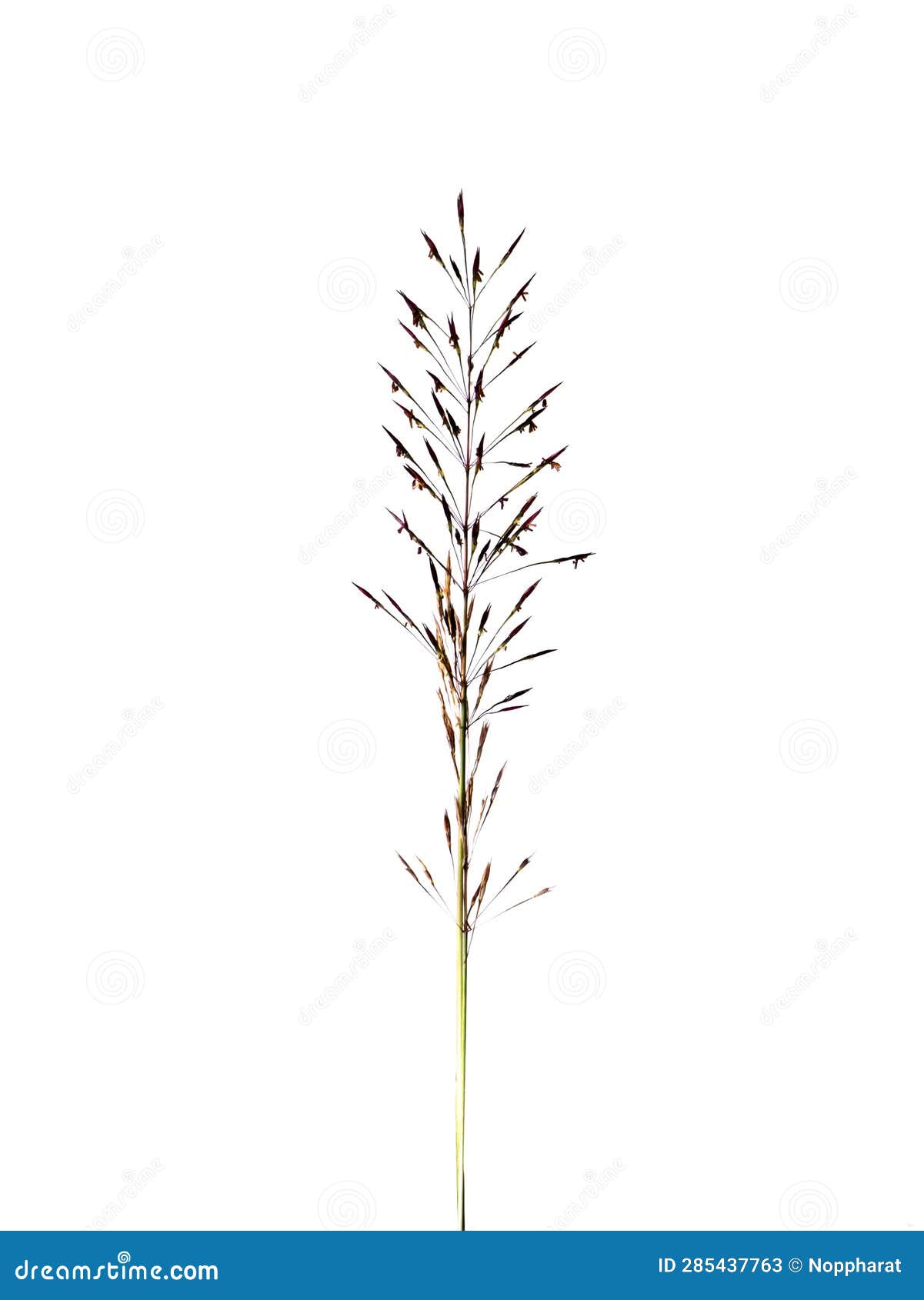 Close Up of Gold Beard Grass Flower on White Background Stock Image ...