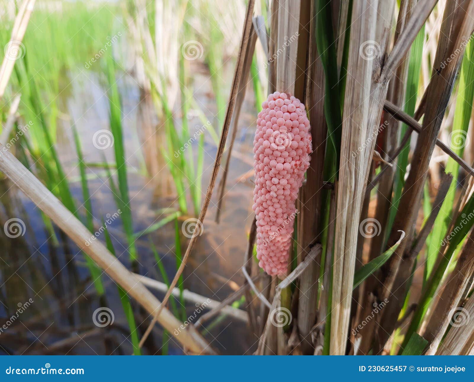 Close-up of Golden Conch Eggs Stock Image - Image of centraljava ...