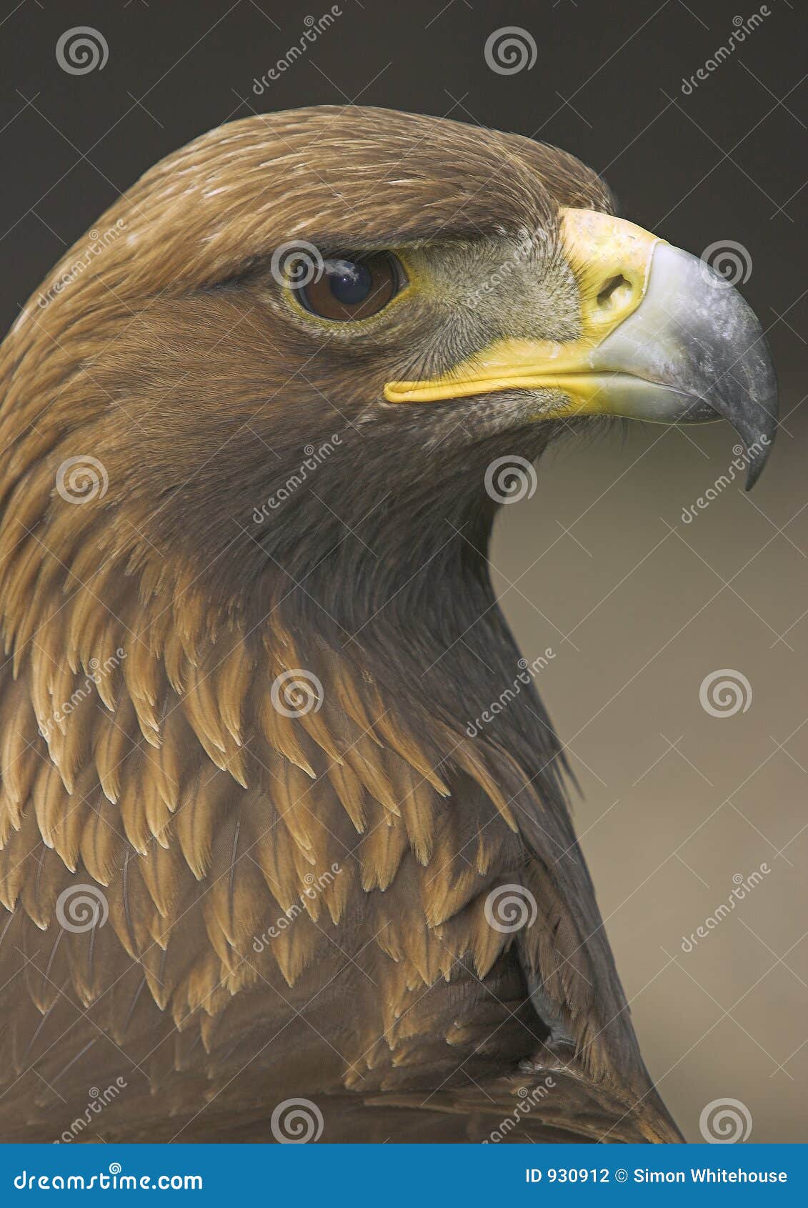 Close up of a Golden Eagle stock photo. Image of caeruleus - 930912