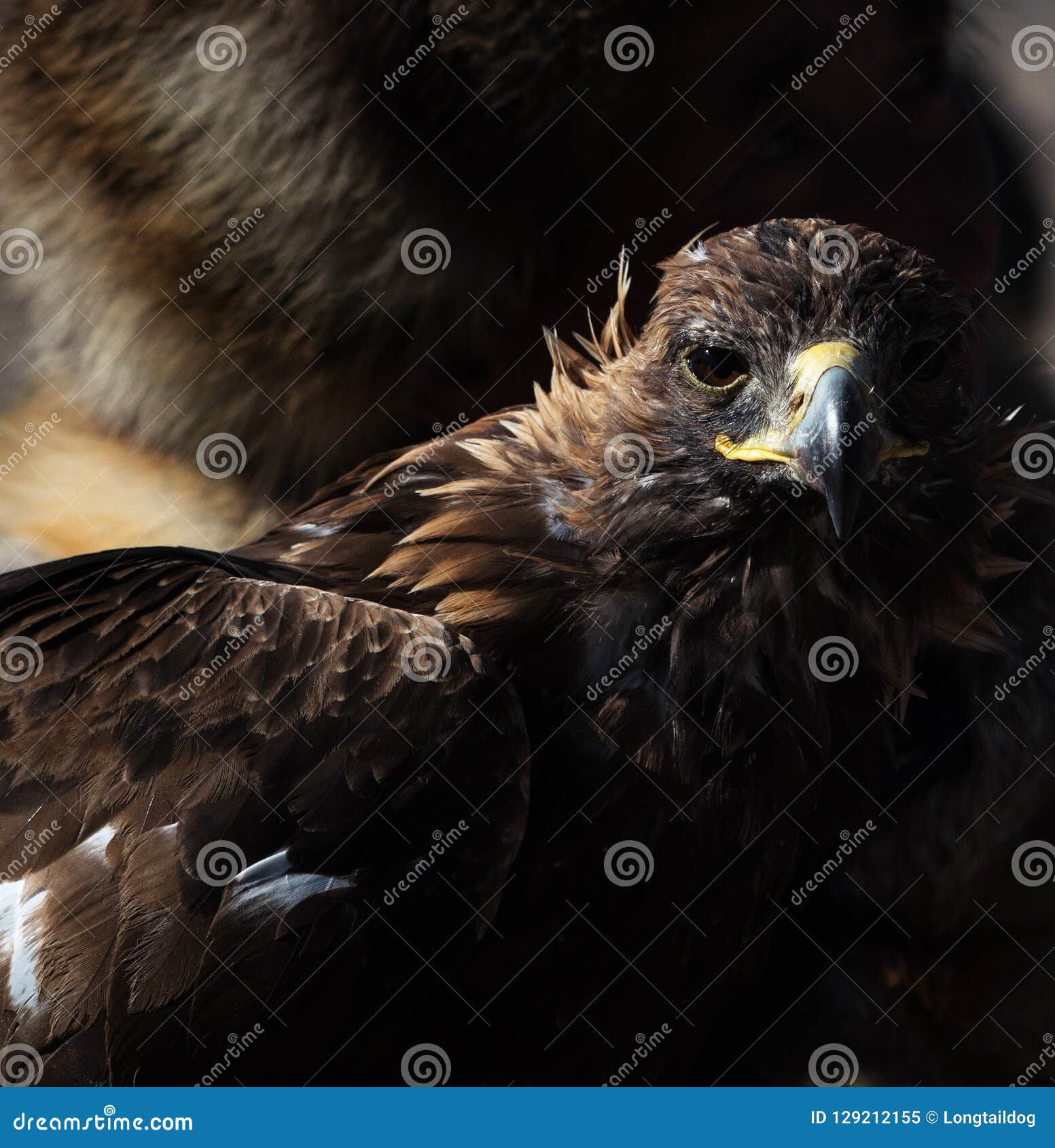 Close-up of the Golden Eagle Head. Central Asia Stock Image - Image of ...