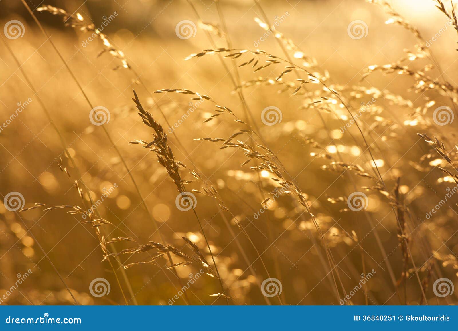 Close Up of Golden Grass on the Sunset Stock Image - Image of outdoors ...