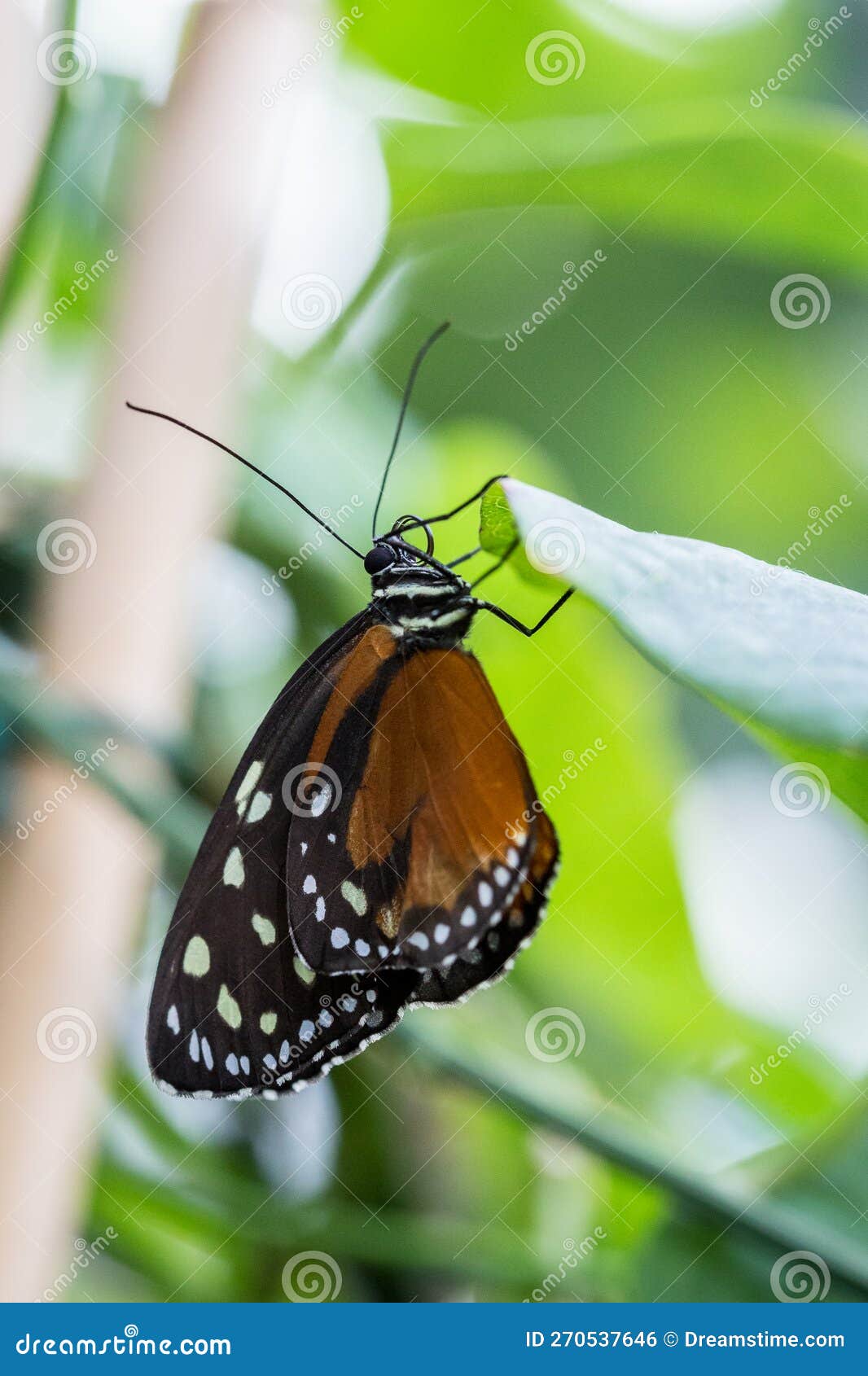 Golden Longwing Heliconius Hecale Butterfly On Golden Pothos Leaf Stock ...