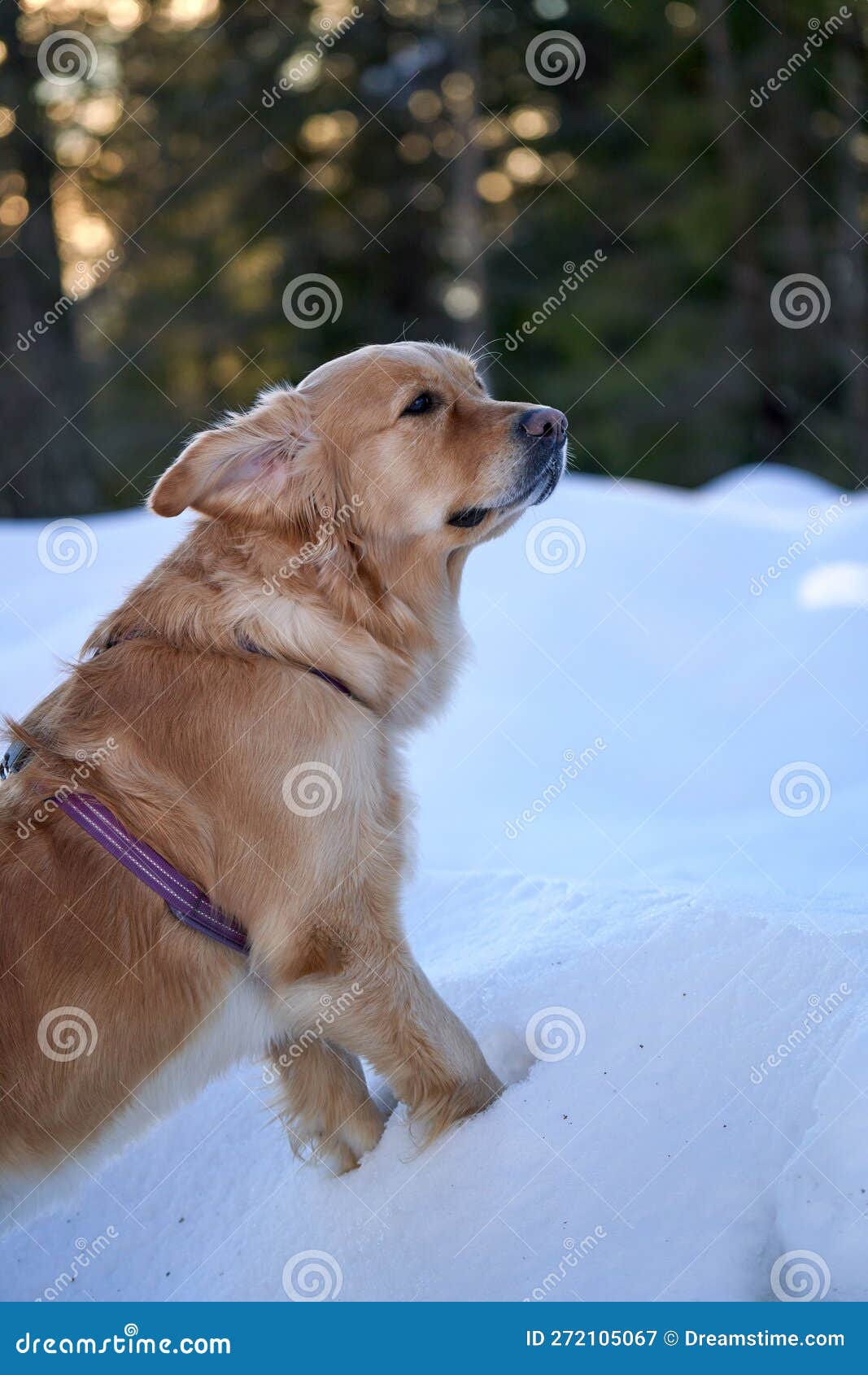 Close Up of a Golden Retriever Standing on Snow Stock Image - Image of ...