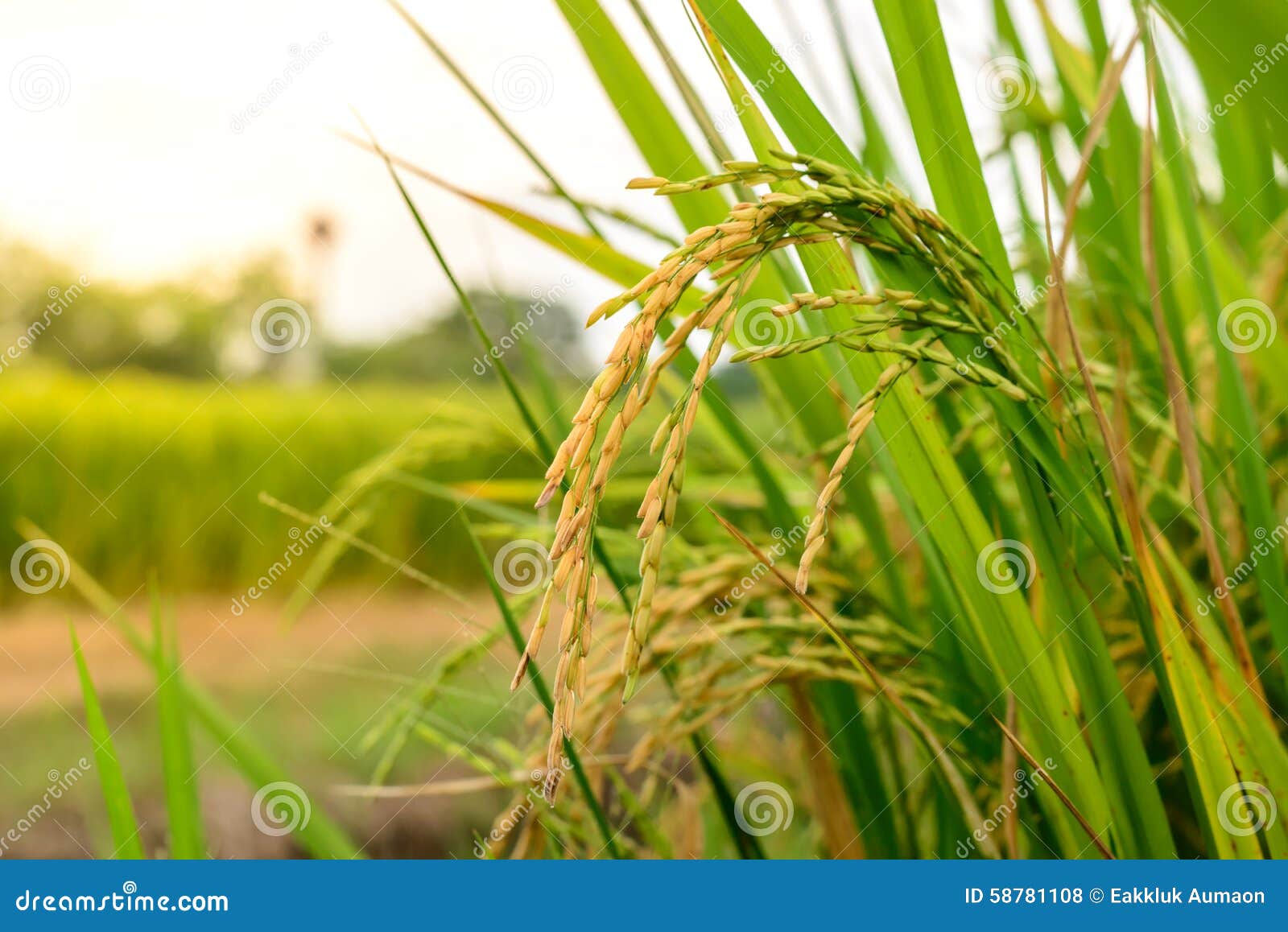 Close Up of Golden Rice Paddy Stock Photo - Image of palm, farmland ...