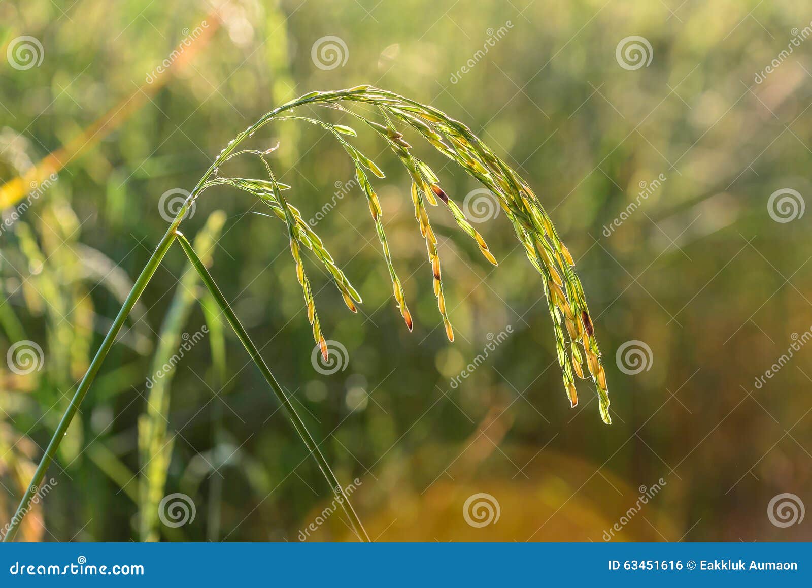 Close Up of Golden Rice Paddy in Rice Field Stock Photo - Image of ...