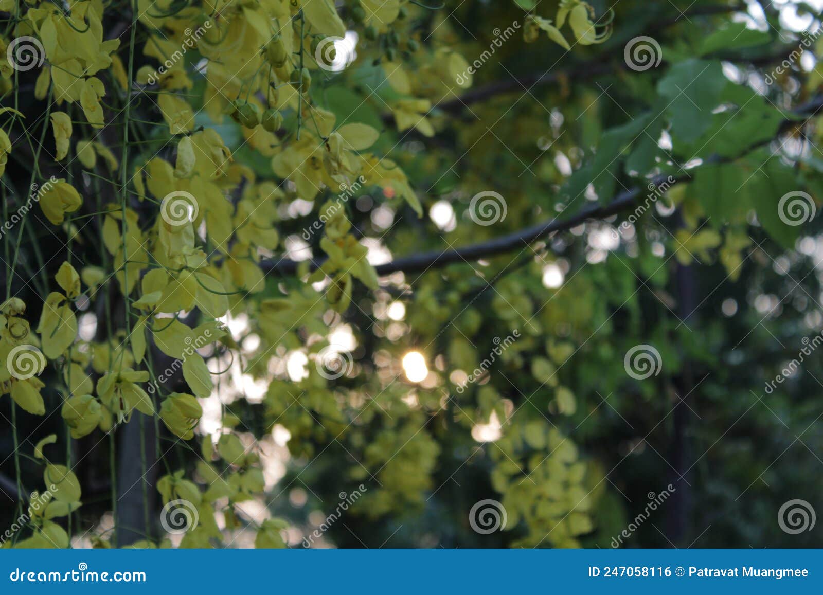 Close-up of Golden Shower Tree Flower on Tree. Stock Photo - Image of ...