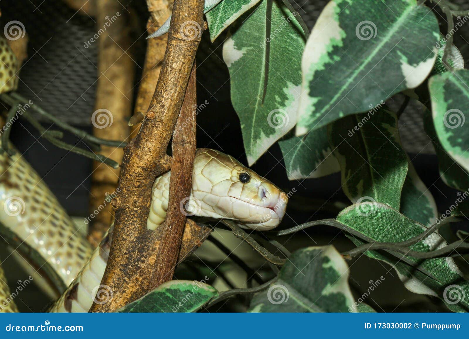 Close Up Golden Spitting Cobra Snake on Stick Tree Stock Photo - Image ...