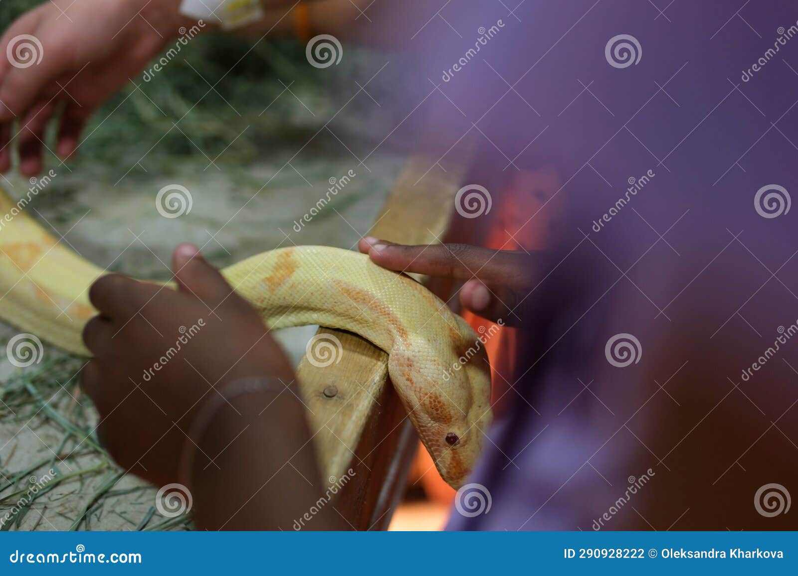 Close Up of Golden Thai Python, Focus at Eyes Stock Photo - Image of ...