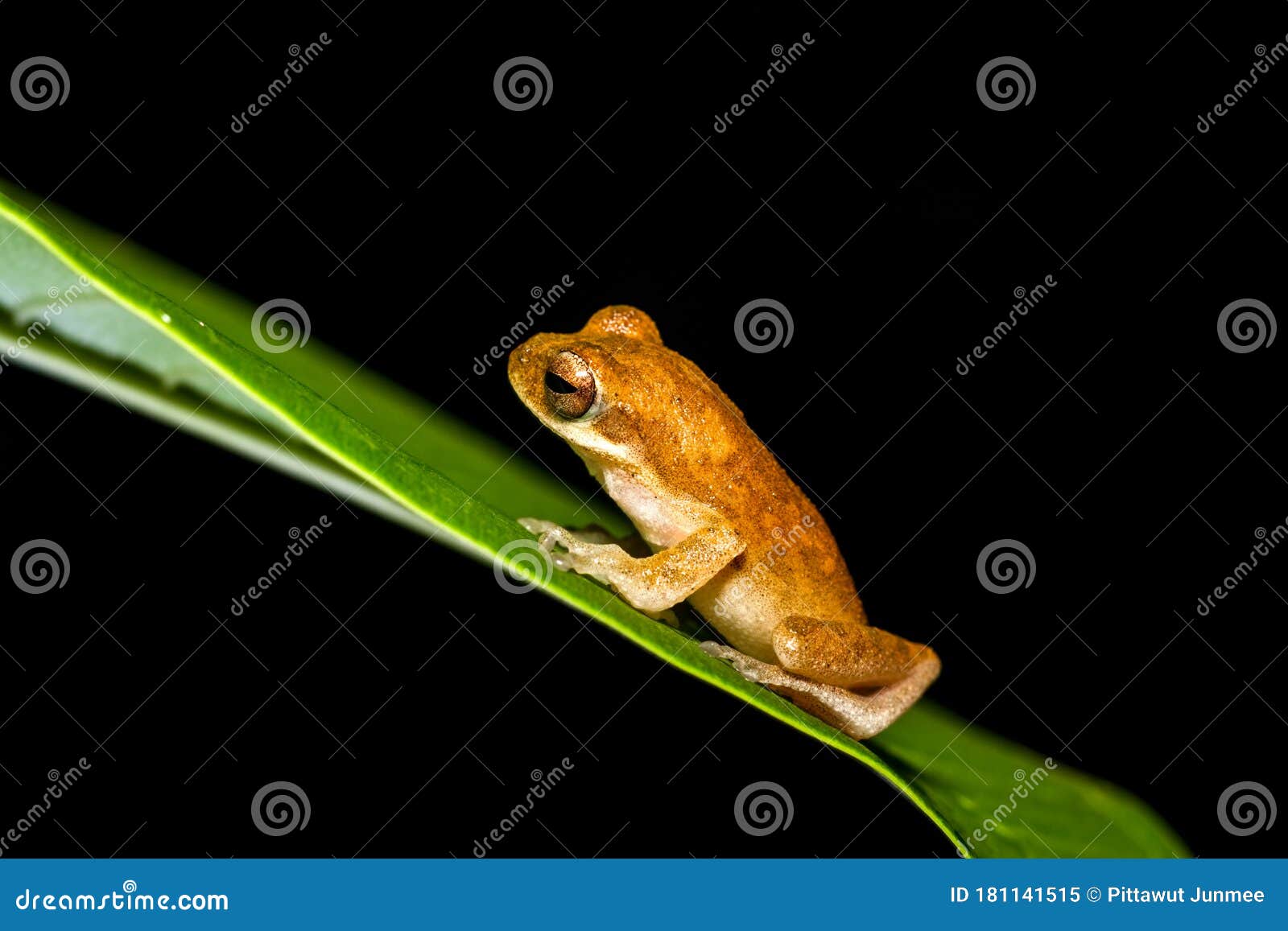 Close Up Golden Tree Frog on Tree Stock Image - Image of banded, close ...