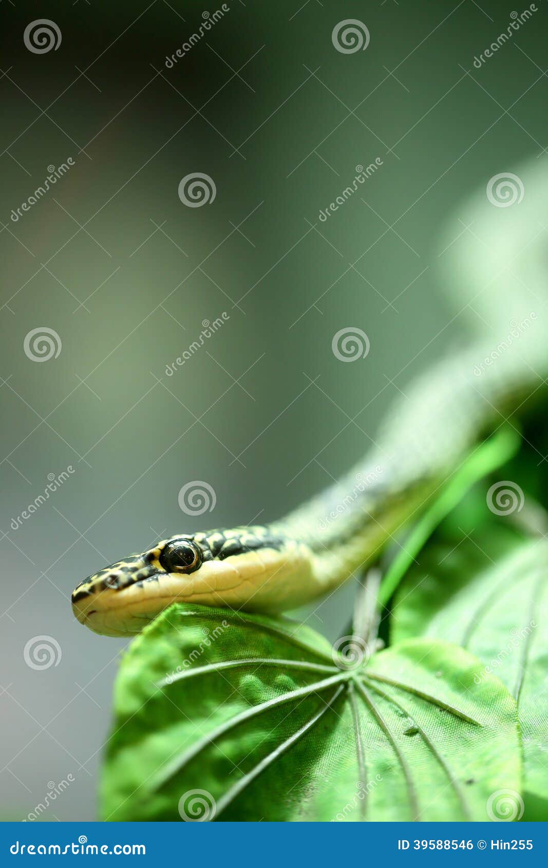 Close up Golden tree snake stock photo. Image of attack - 39588546