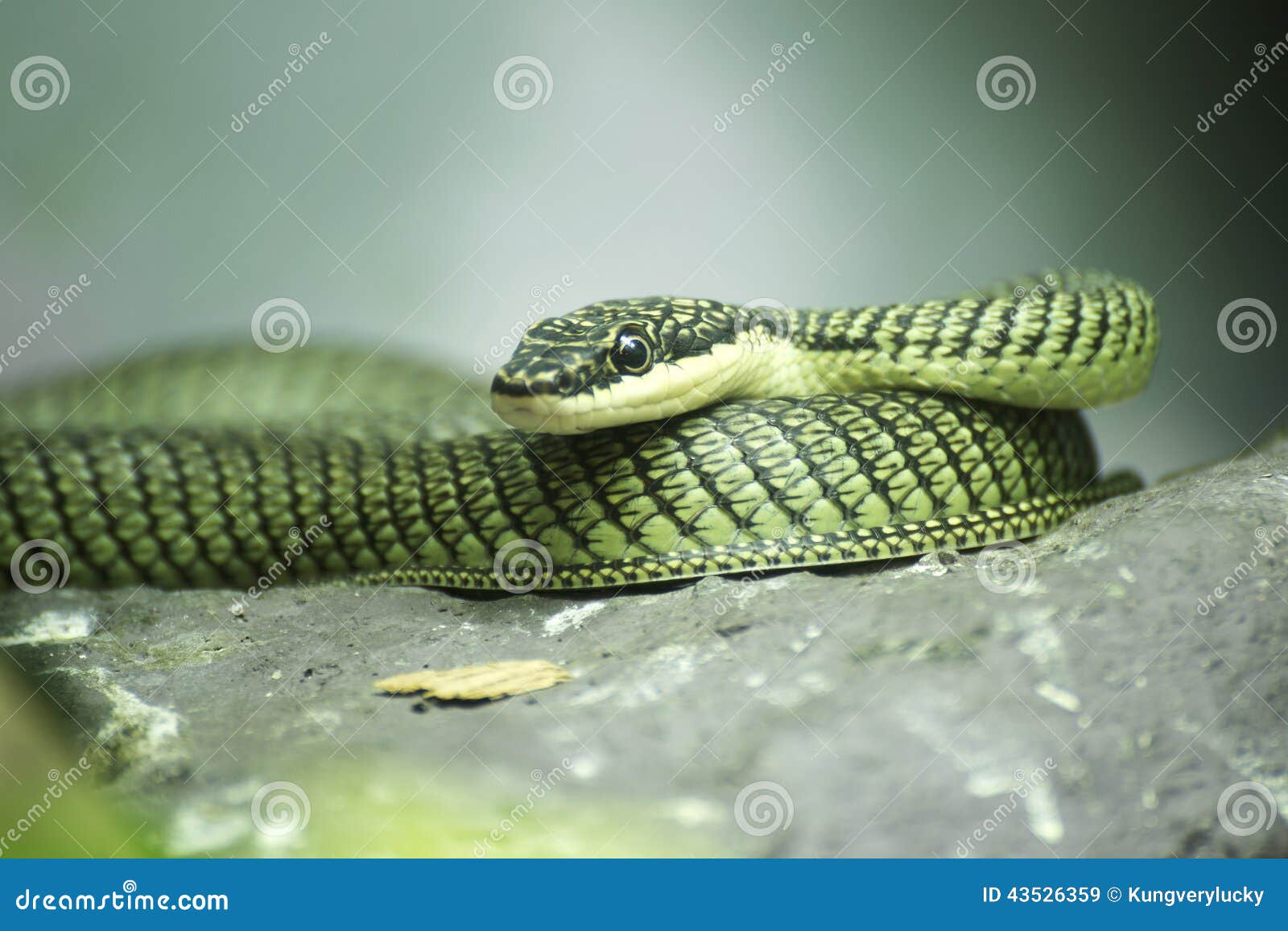 1,275 Snake Relax Stock Photos - Free & Royalty-Free Stock Photos from ...