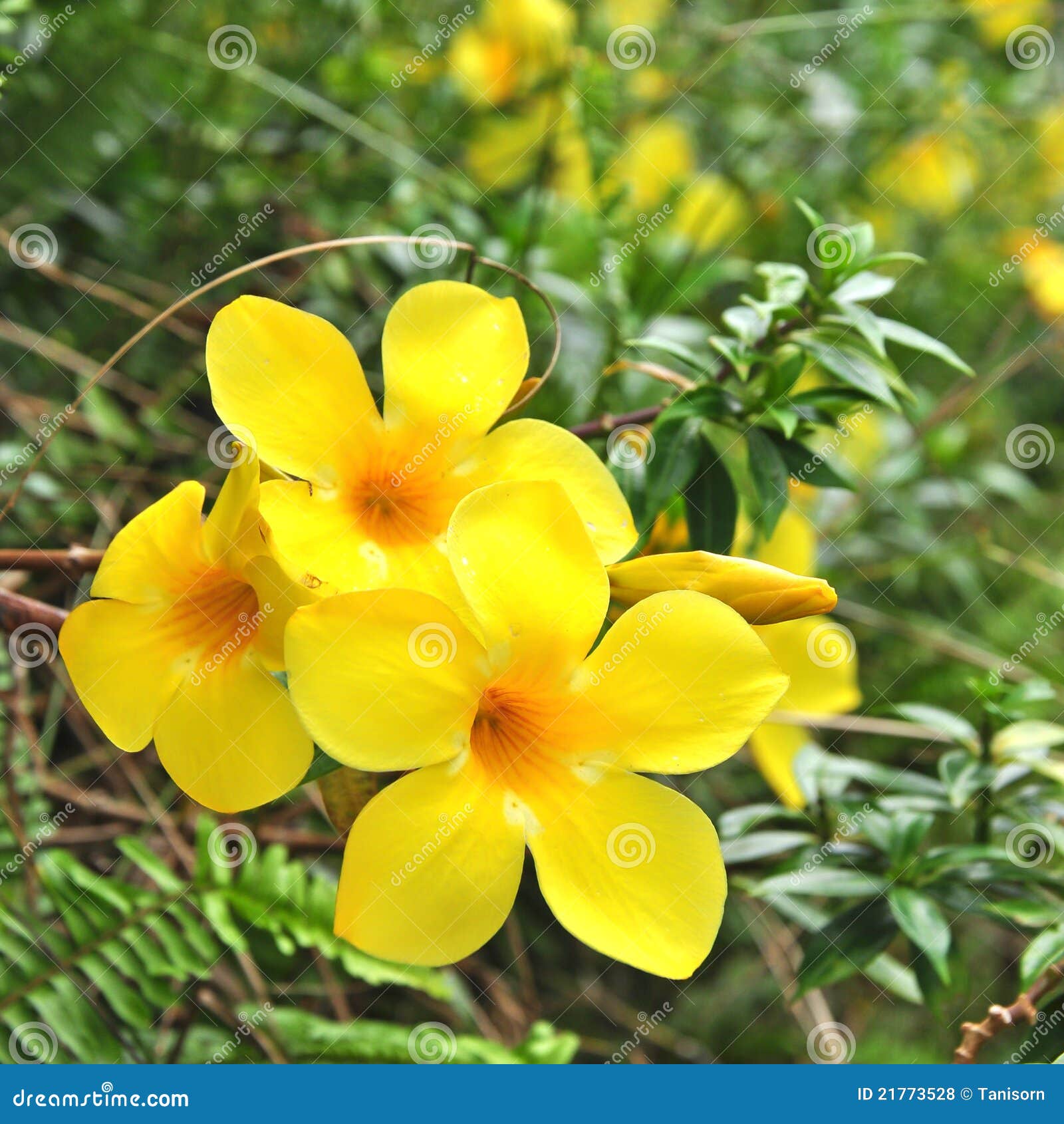 Close Up of Golden Trumpet, Flower Stock Photo - Image of beauty ...