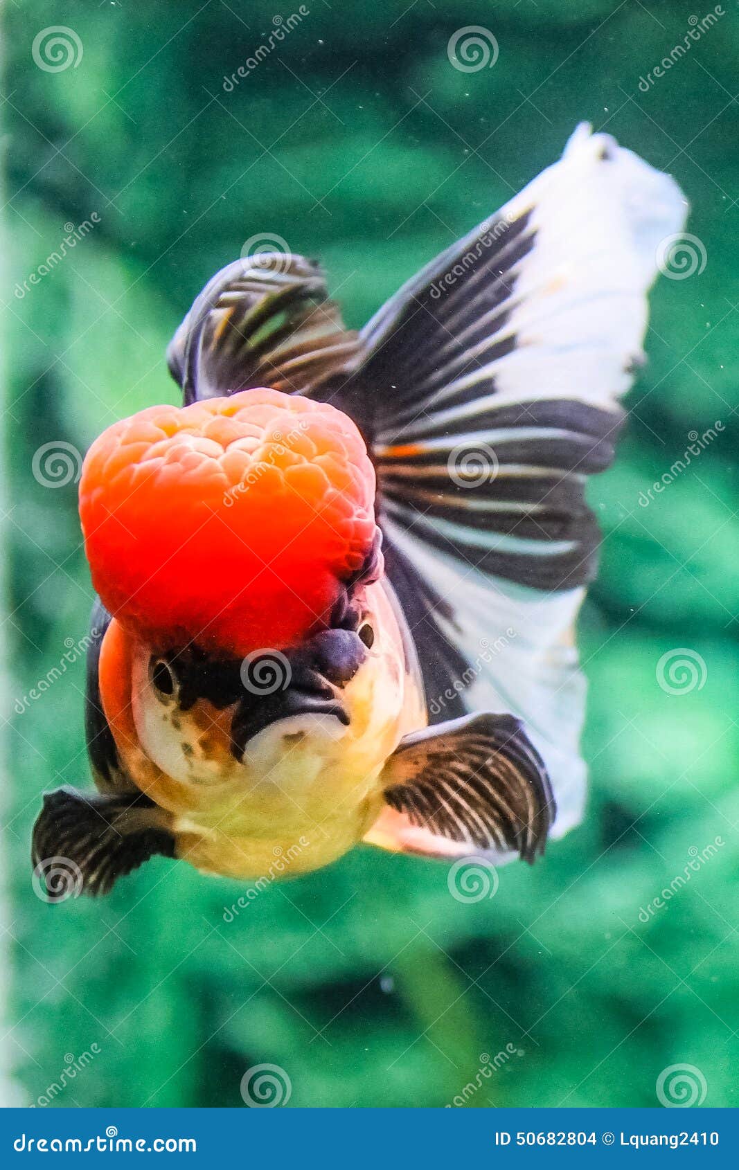 Close Up Goldfish in Aquarium Stock Photo - Image of nature, closeup ...