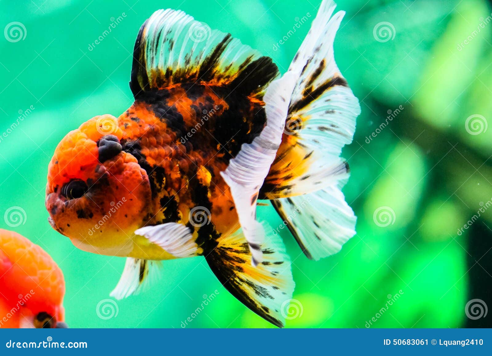 Close Up Goldfish in Aquarium Stock Image - Image of aquarium, golden ...