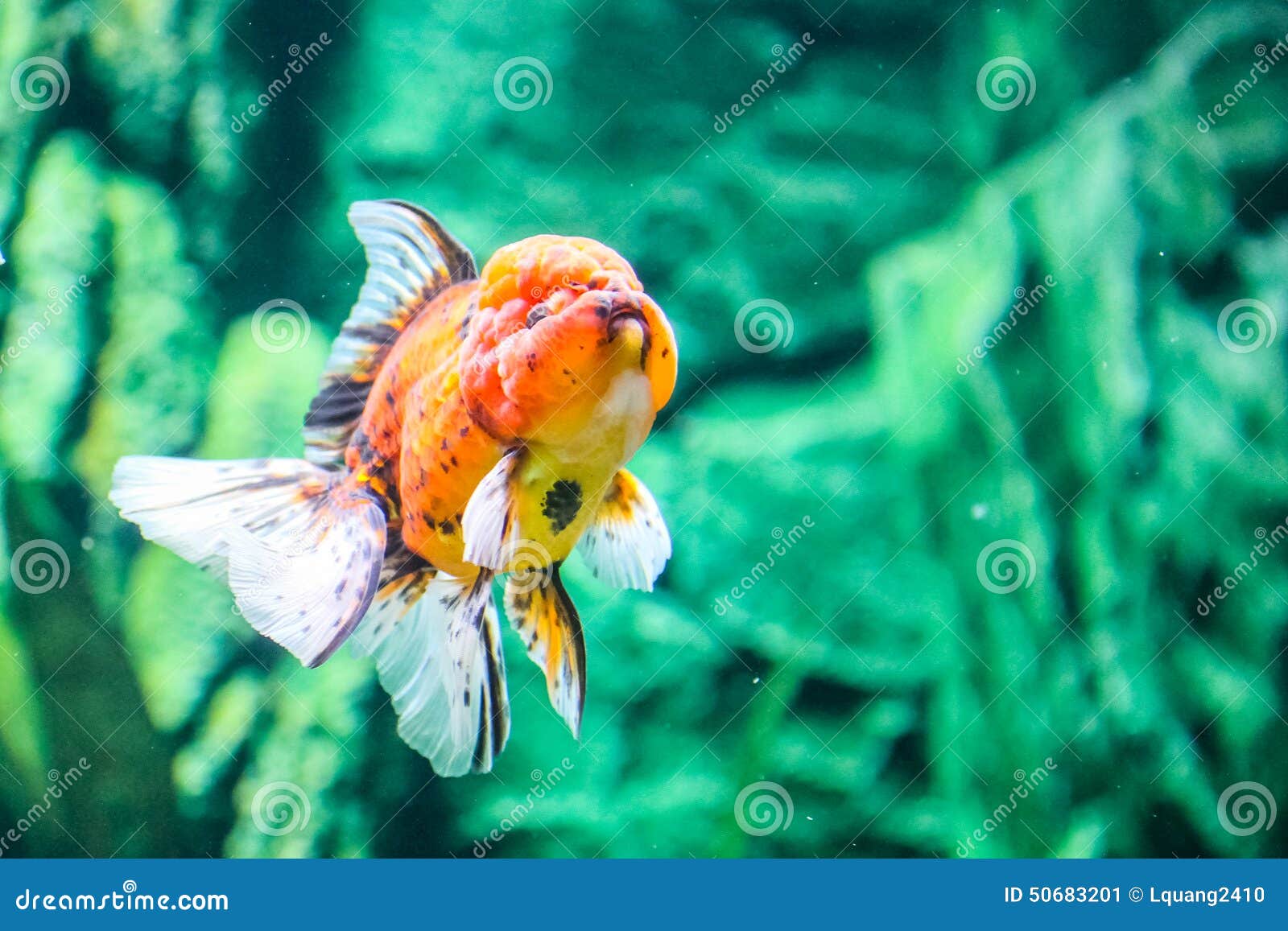 Close Up Goldfish in Aquarium Stock Image - Image of clear, fish: 50683201