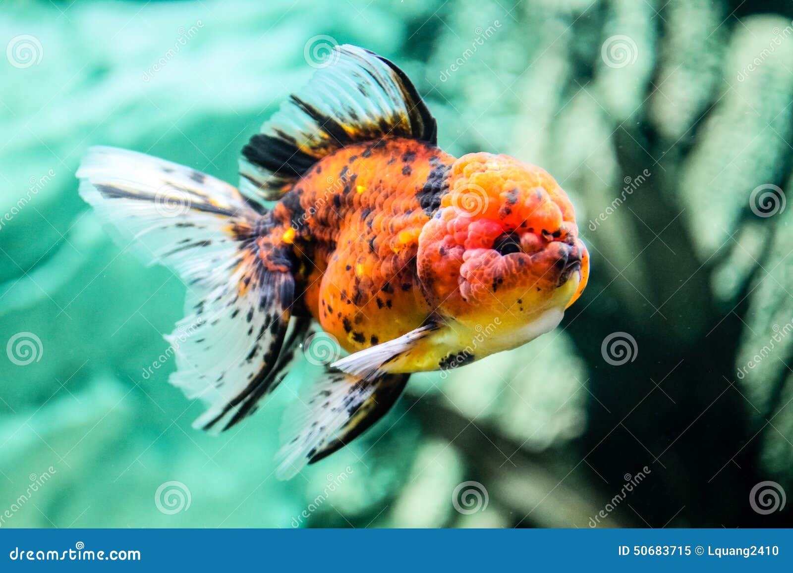 Close Up Goldfish in Aquarium Stock Image - Image of close, animal ...