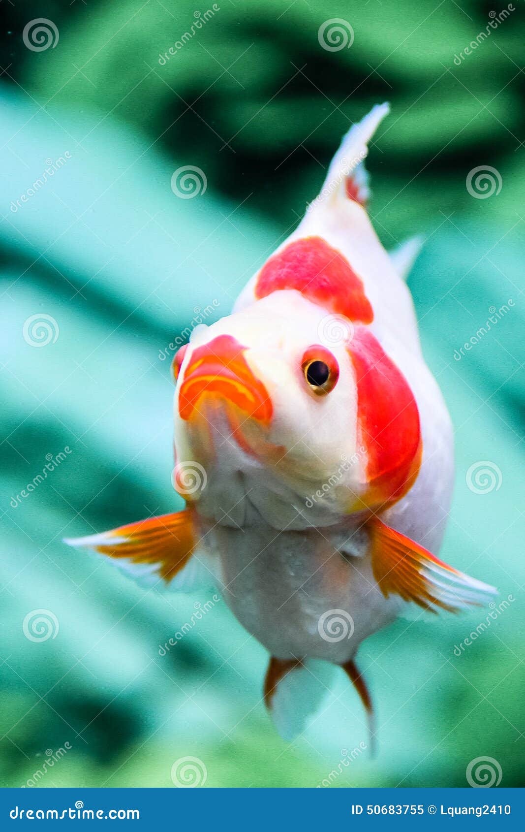Close Up Goldfish in Aquarium Stock Image - Image of drop, orange: 50683755