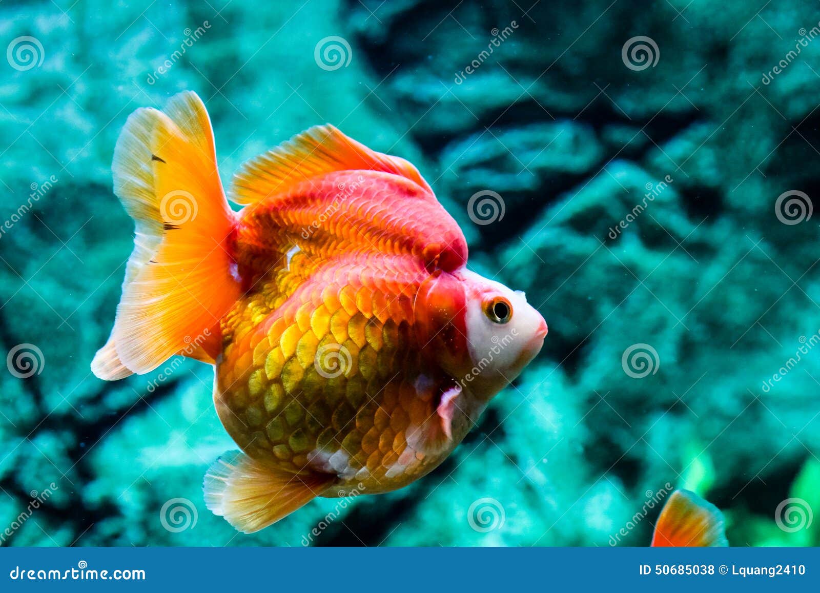 Close Up Goldfish in Aquarium Stock Photo - Image of liquid, green ...