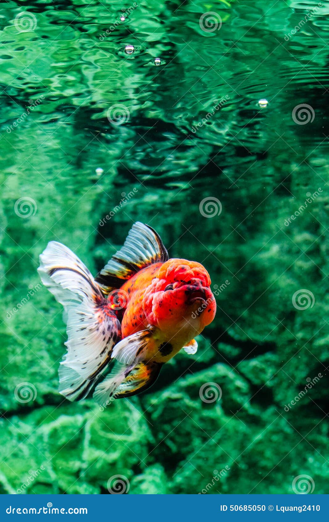 Close Up Goldfish in Aquarium Stock Photo - Image of fish, betta: 50685050