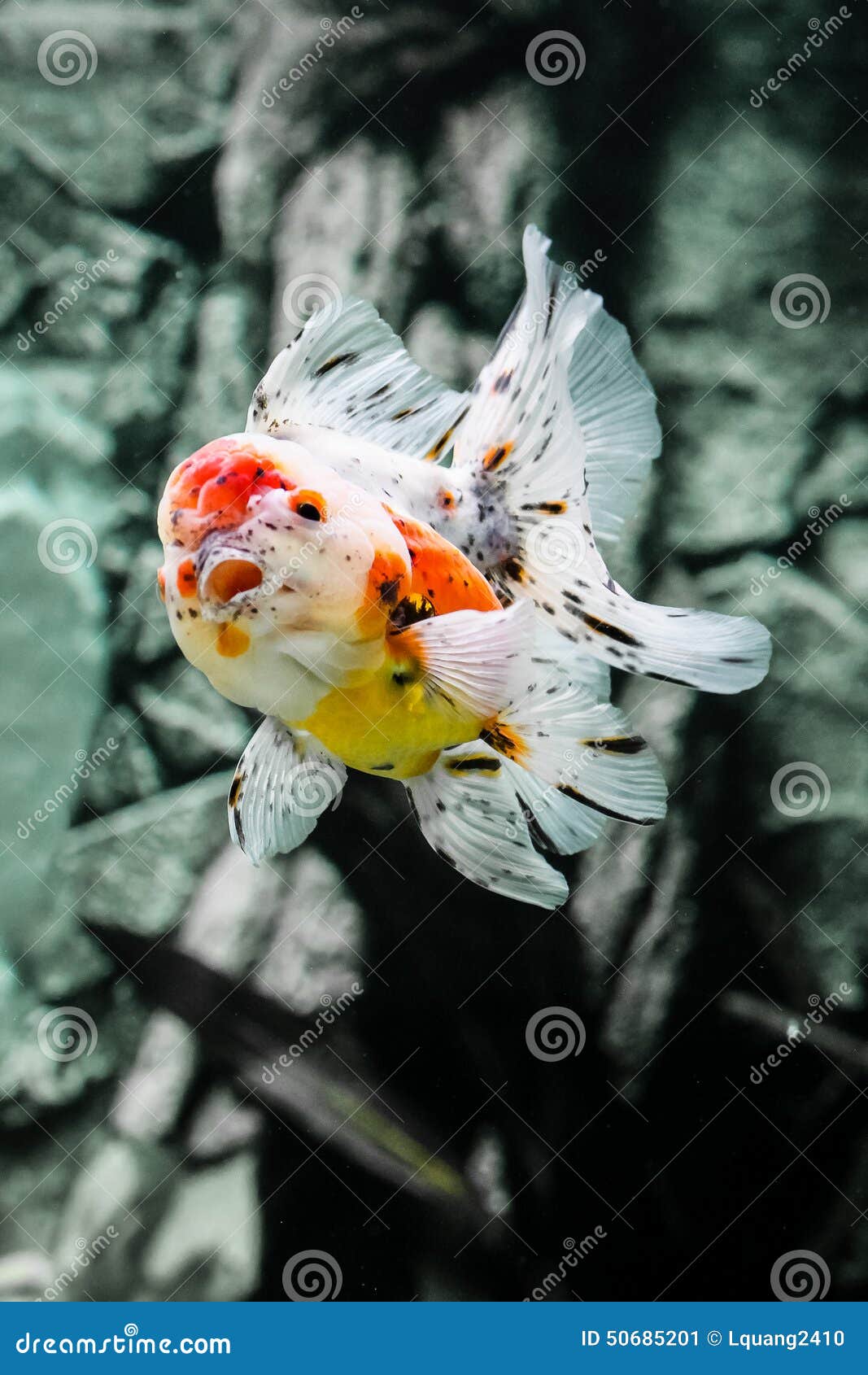 Close Up Goldfish in Aquarium Stock Image - Image of fish, lonely: 50685201