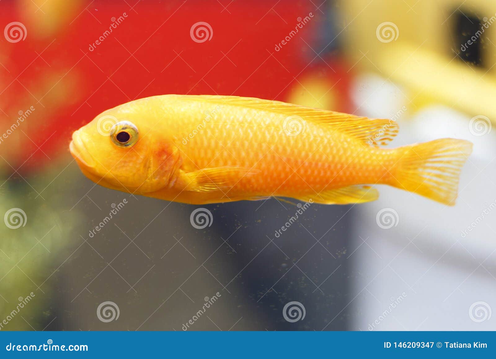 Close Up of a Goldfish in an Aquarium, Side View Stock Image - Image of ...