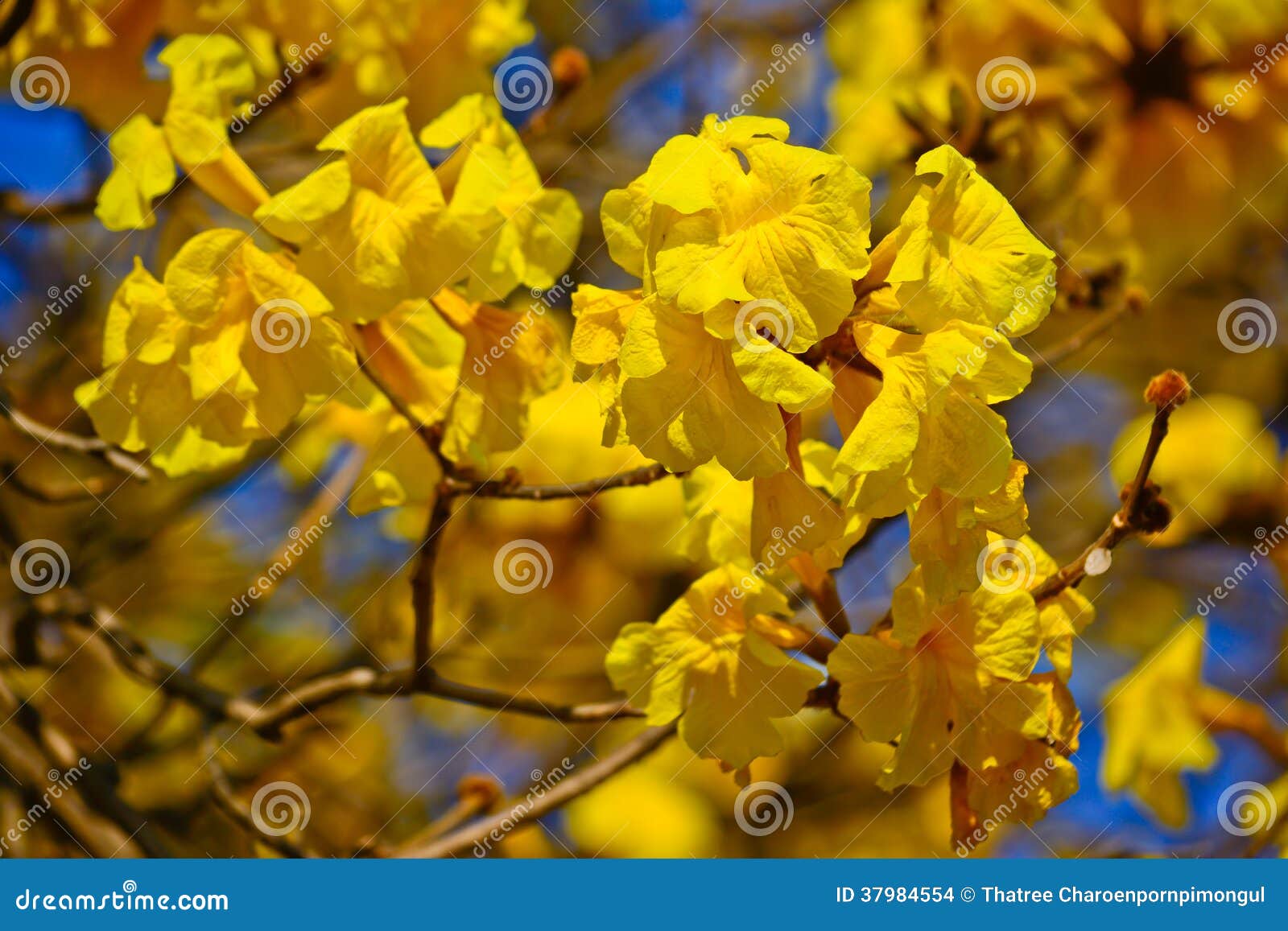 Close-up Goled Tree Flower (yellow Pui) Stock Photo - Image of colorful ...