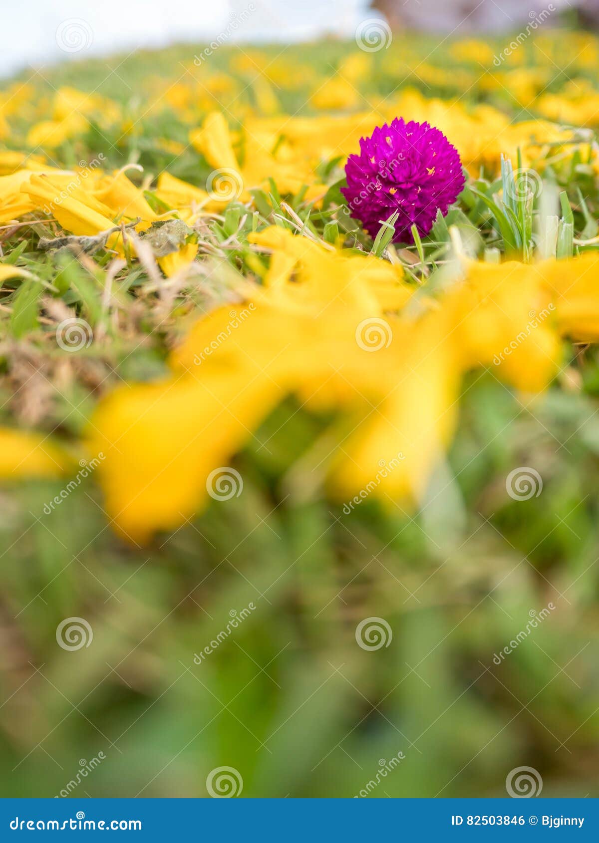 Close Up of Gomphrena Globosa Flower Stock Photo - Image of nature ...