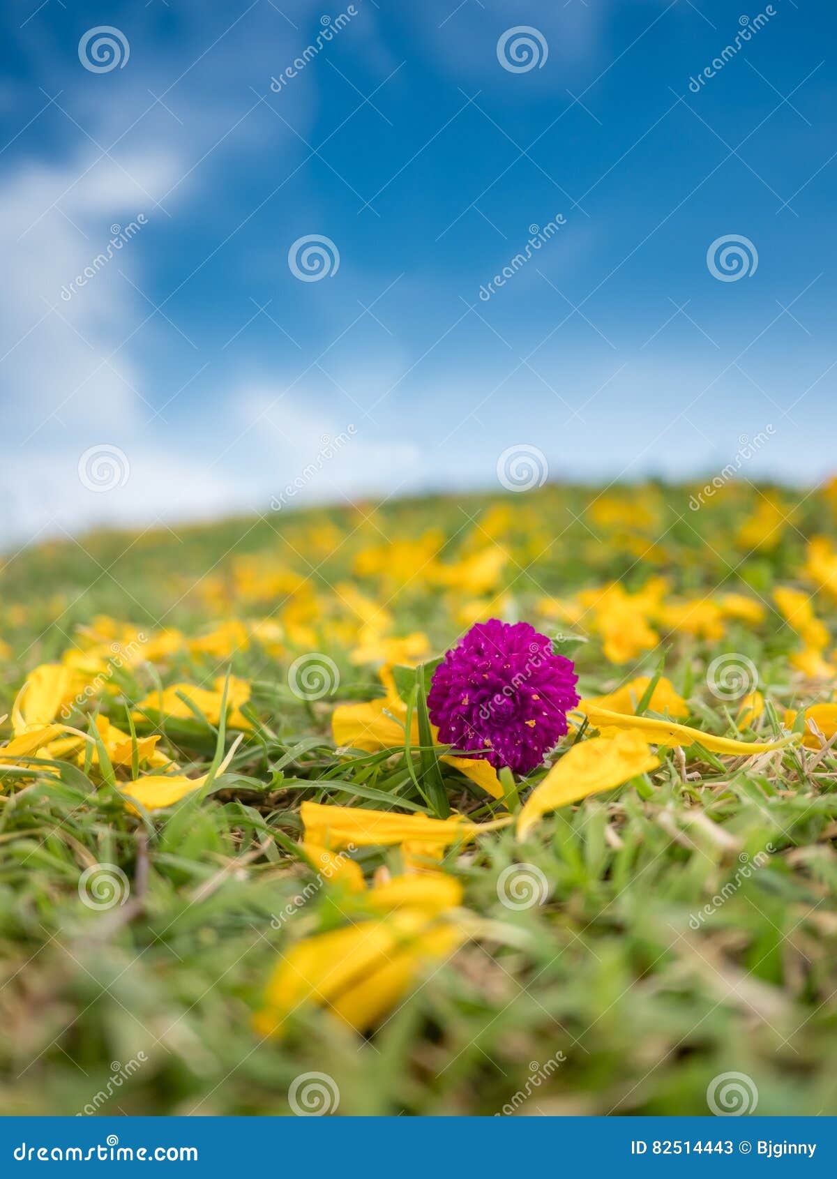 Close Up of Gomphrena Globosa Flower Stock Image - Image of gomphrena ...