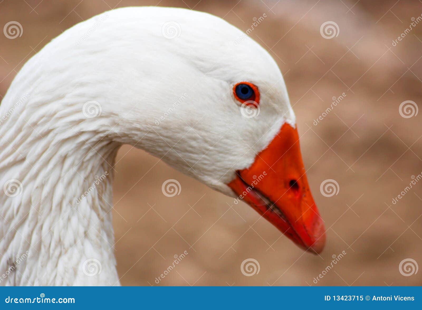 Close Up Of A Goose In A Pen Royalty-Free Stock Photography ...