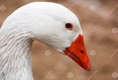 Close up of a goose stock image. Image of gander, close - 13423715