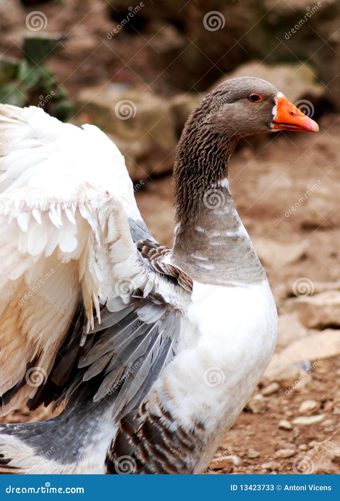 Close up of a goose stock image. Image of goose, duck - 13423733