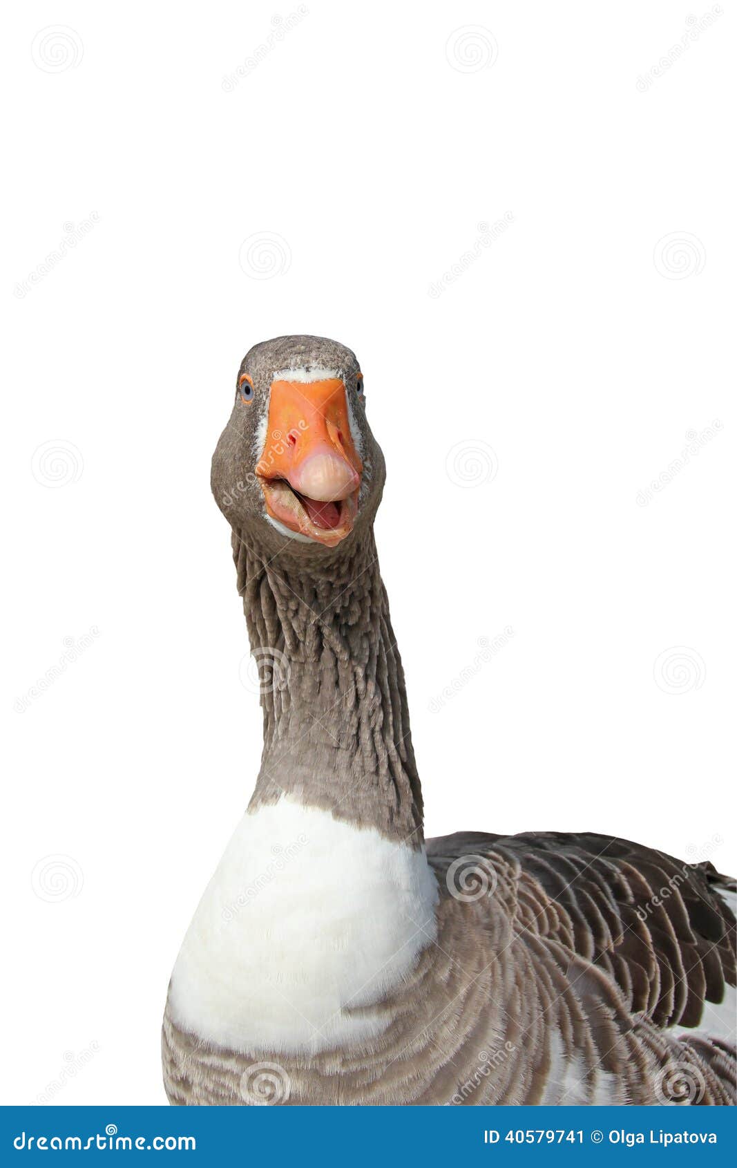 Close-up of a goose stock image. Image of domestic, neck - 40579741