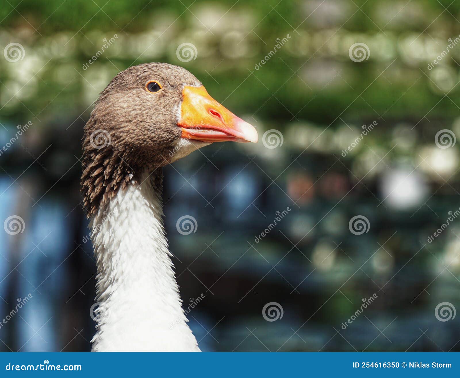 Close-up of Goose during Day Stock Photo - Image of wing, mallard ...
