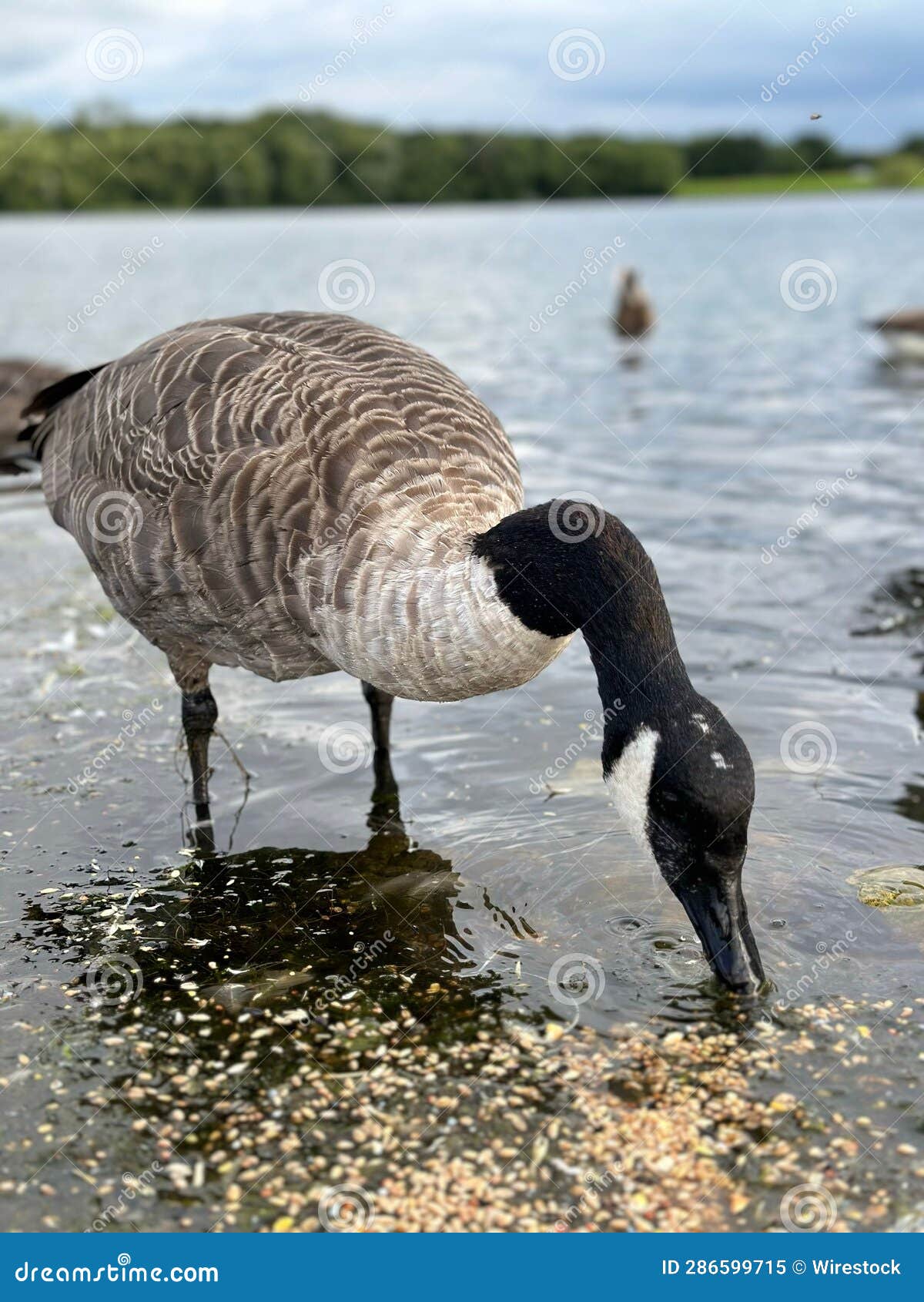 Close-up of a Goose Drinking Water in a Pond Stock Image - Image of ...