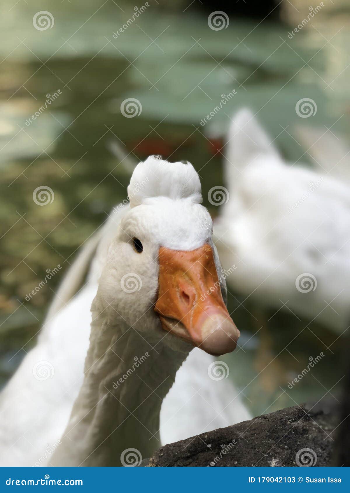 Stare ahead stock image. Image of look, straight, face - 179042103