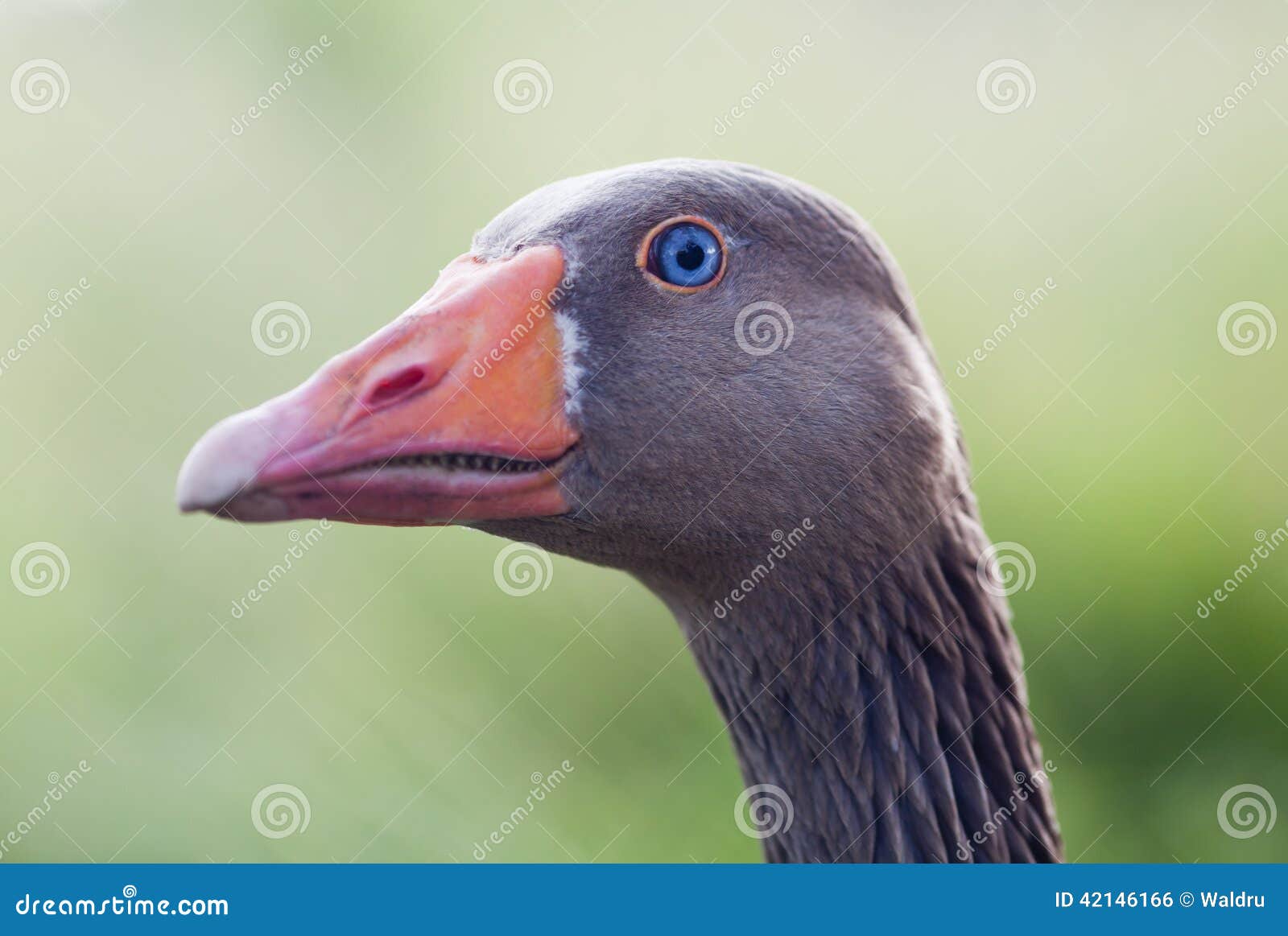 Close-up of a goose stock photo. Image of foot, body - 42146166