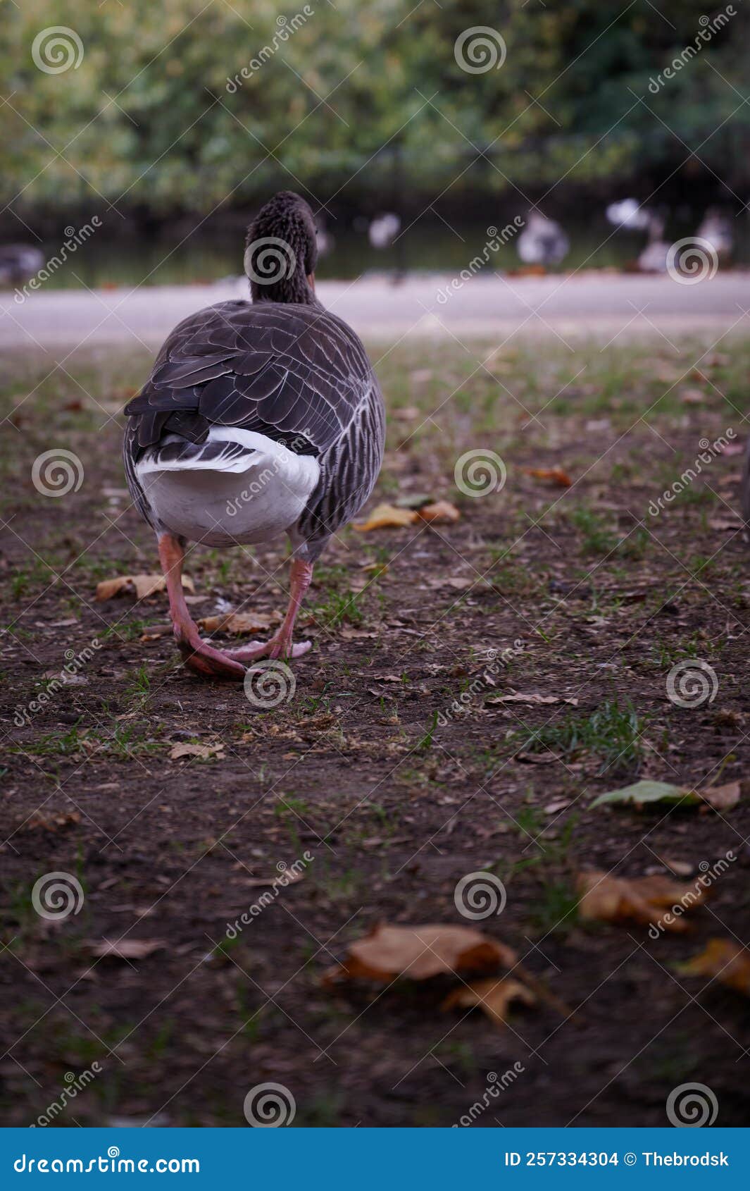 Close Up of Goose Walking Away in Park Stock Photo - Image of grass ...