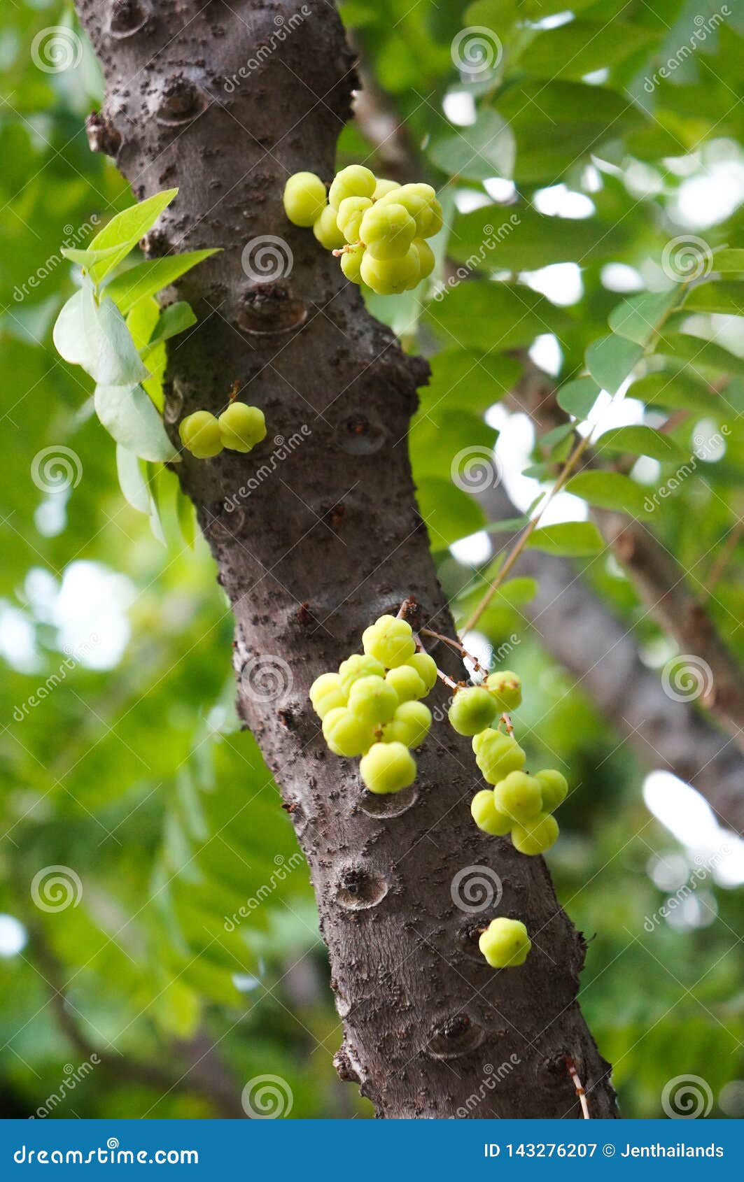 Star gooseberries stock image. Image of natural, nature - 143276207