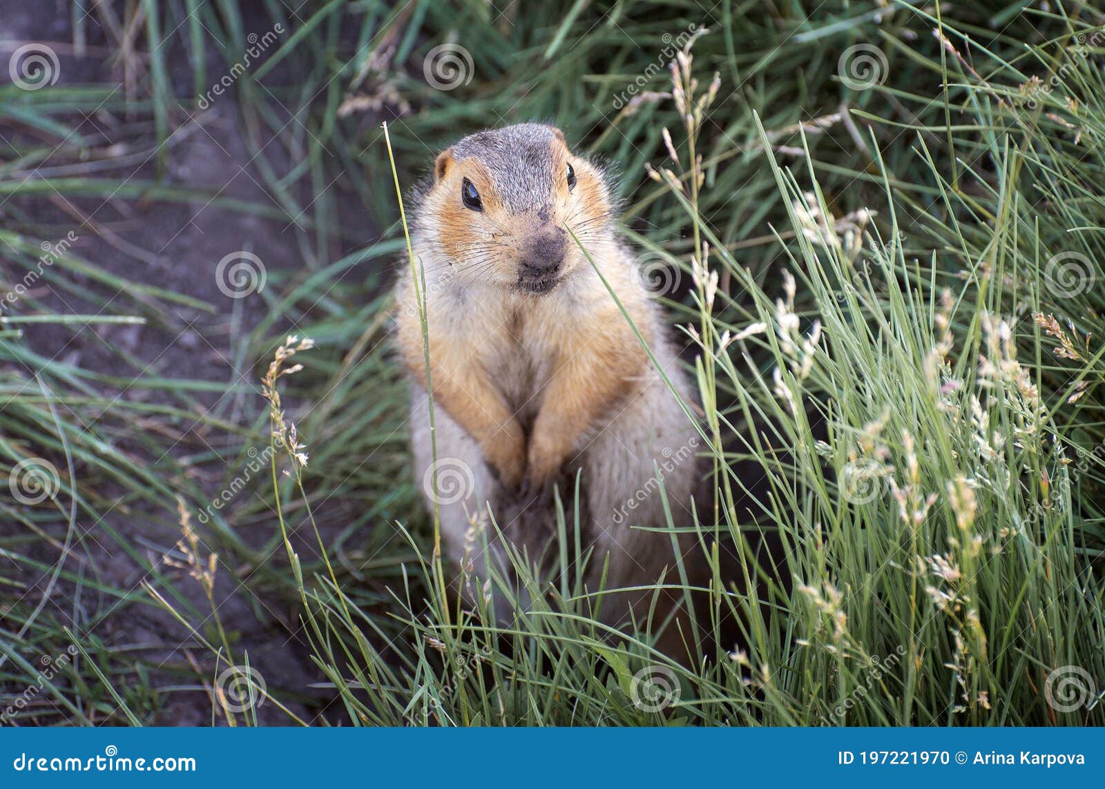 Close Up of a Gopher in Green Grass Stock Photo - Image of wild ...