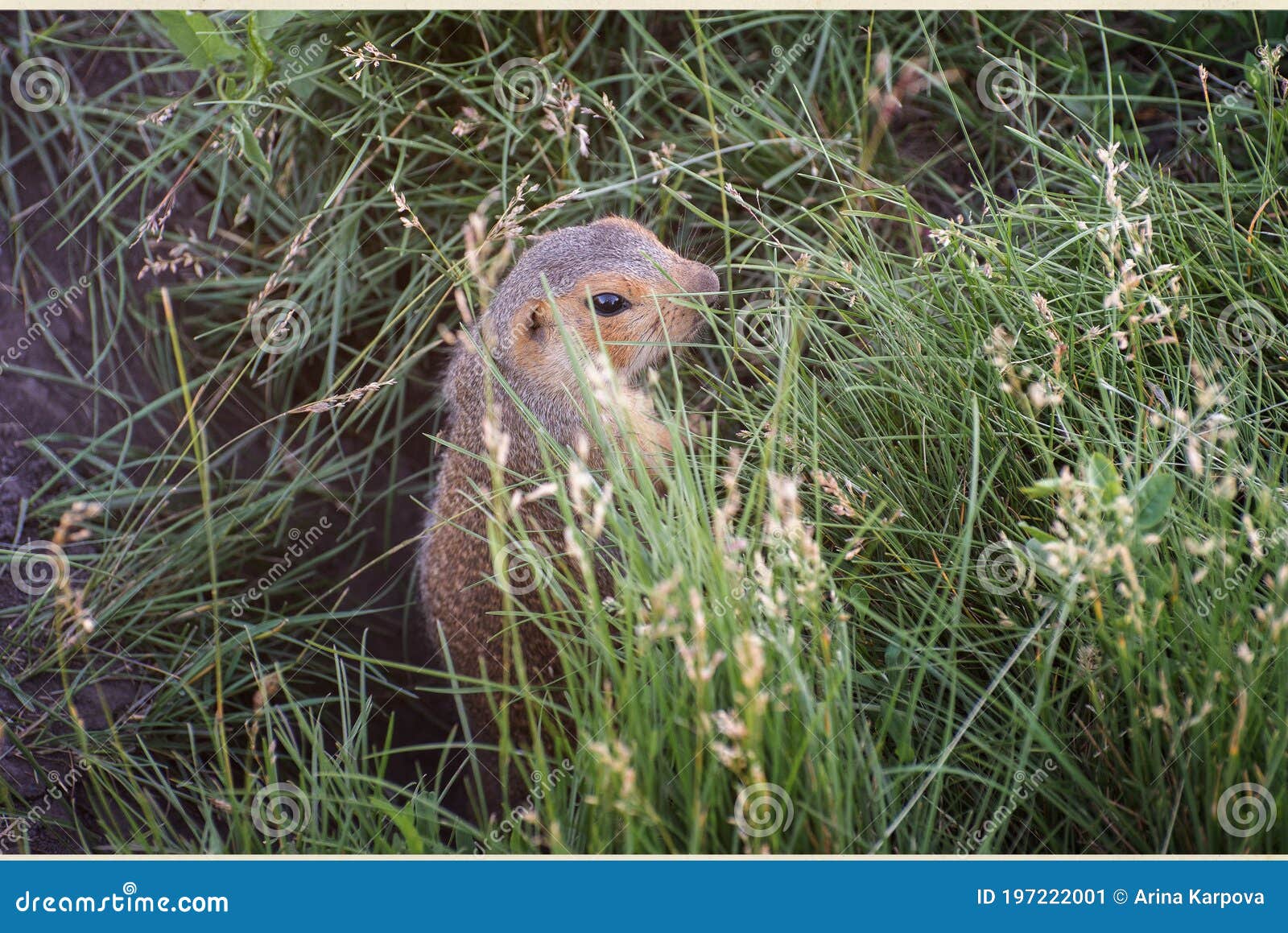 Close Up of a Gopher in Green Grass Stock Image - Image of meadow ...